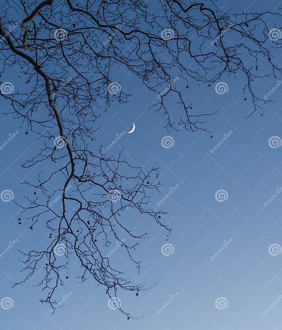Crescent Moon through Trees Stock Photo - Image of skyscape, moon: 51839512