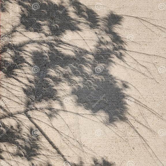Crescent Shadows on Pavement during Total Eclipse in Dallas Stock Image ...