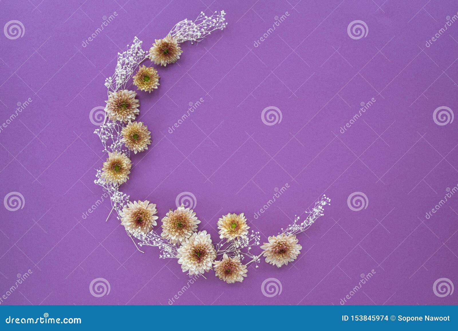 Crescent Shape Pattern of Mums Flowers Stock Photo - Image of concept ...