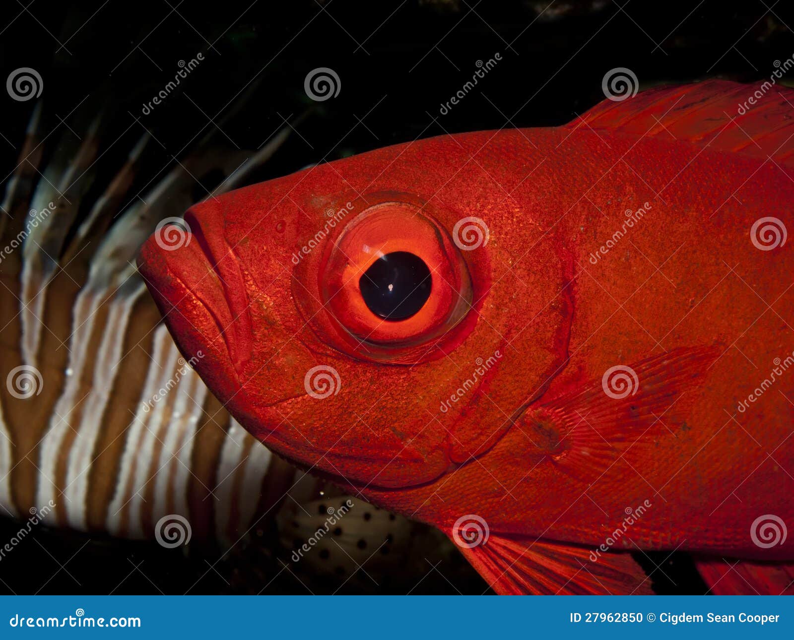 Crescent tail Bigeye stock photo. Image of reef, natural - 27962850