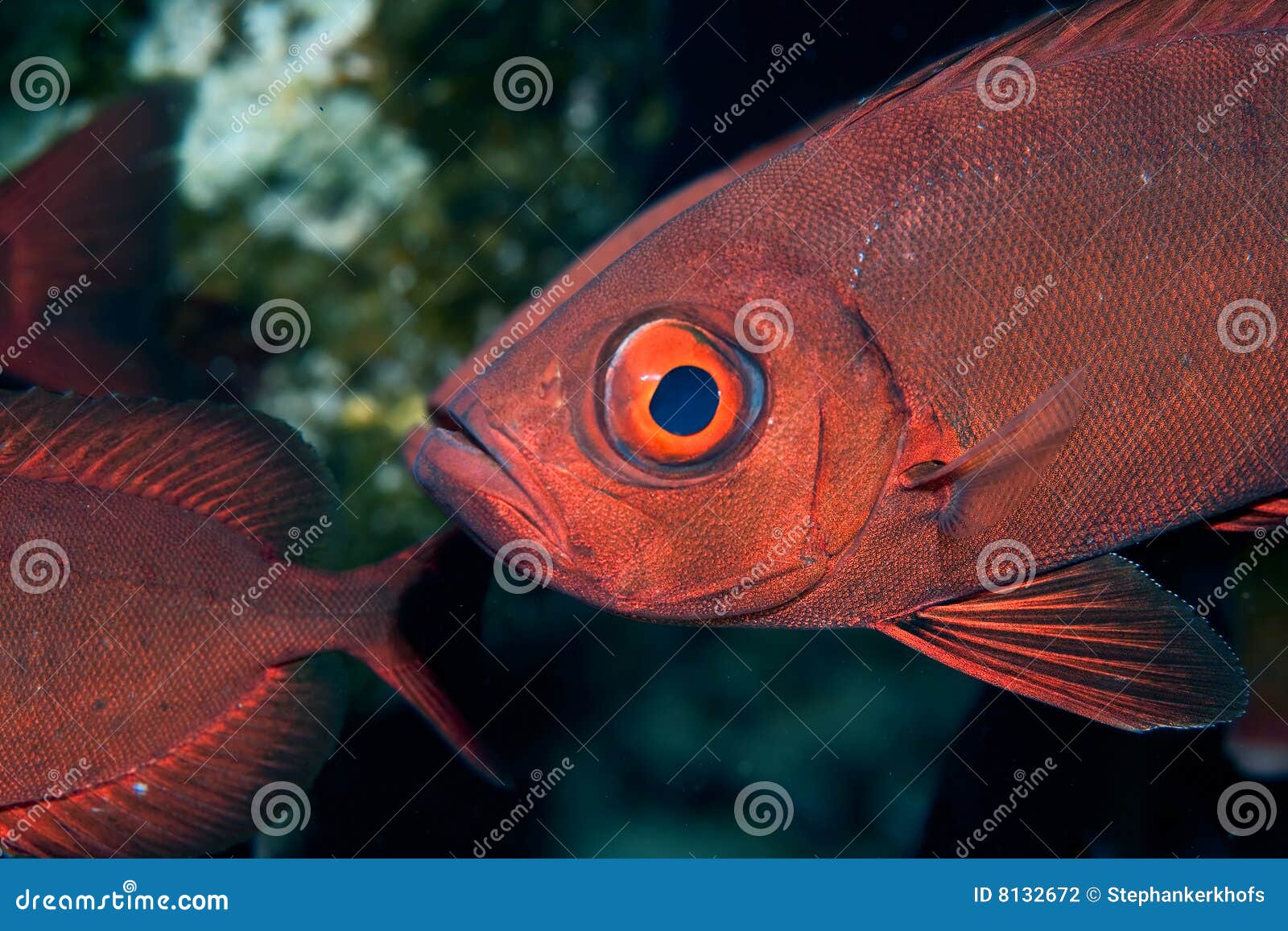 Crescent-tail bigeye stock photo. Image of underwater - 8132672