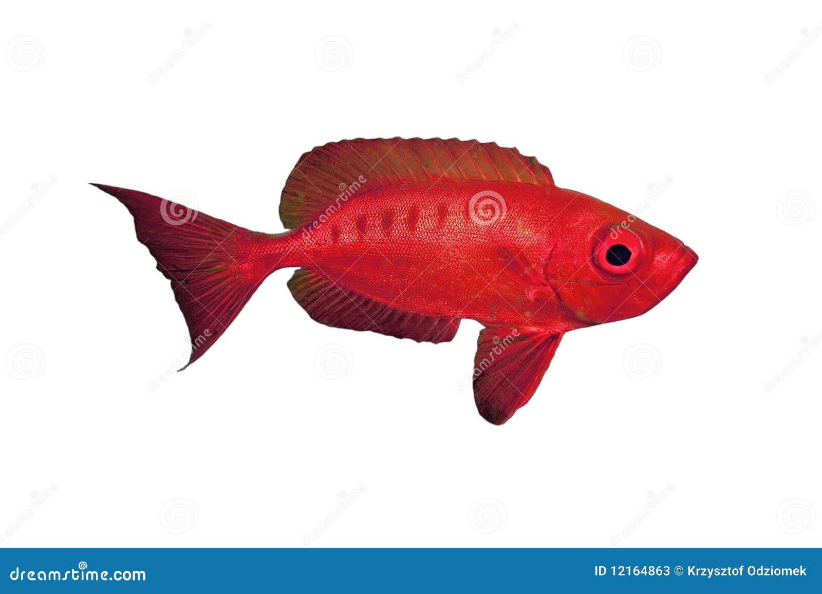 Crescent-tail Bigeye Isolated Stock Image - Image of fish, tail: 12164863