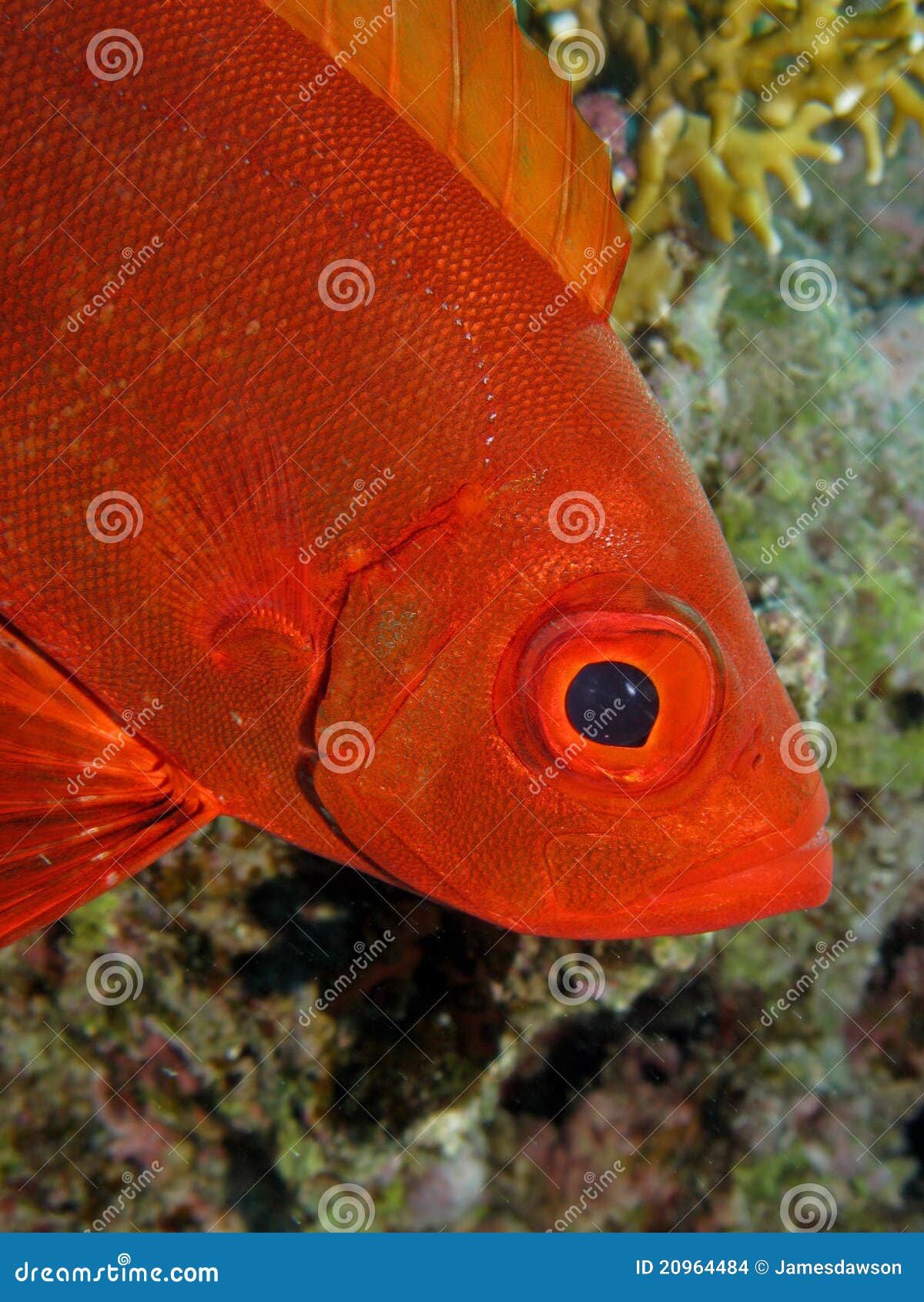 Priacanthus Hamrur, Goggle Eye, Or Moontail Bullseye, Is A Species Of ...