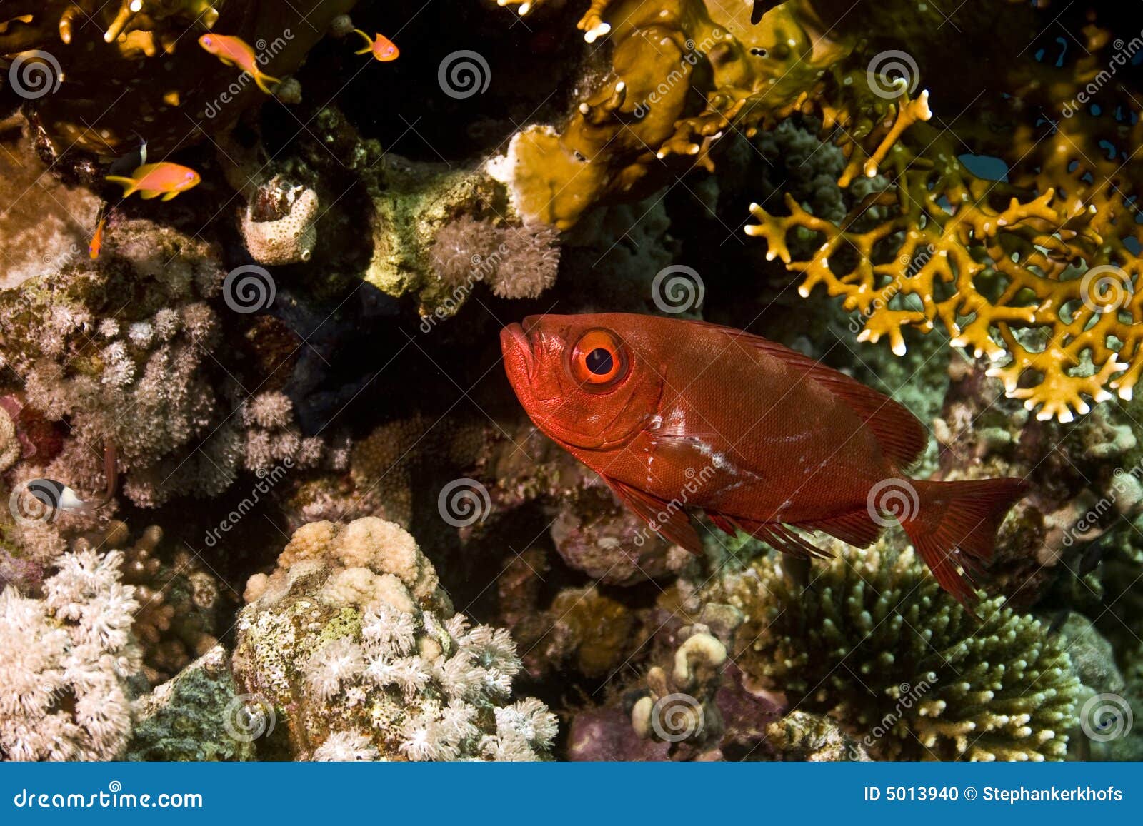 Crescent-tail Bigeye (priacanthus Hamrur) Stock Photo - Image of ...