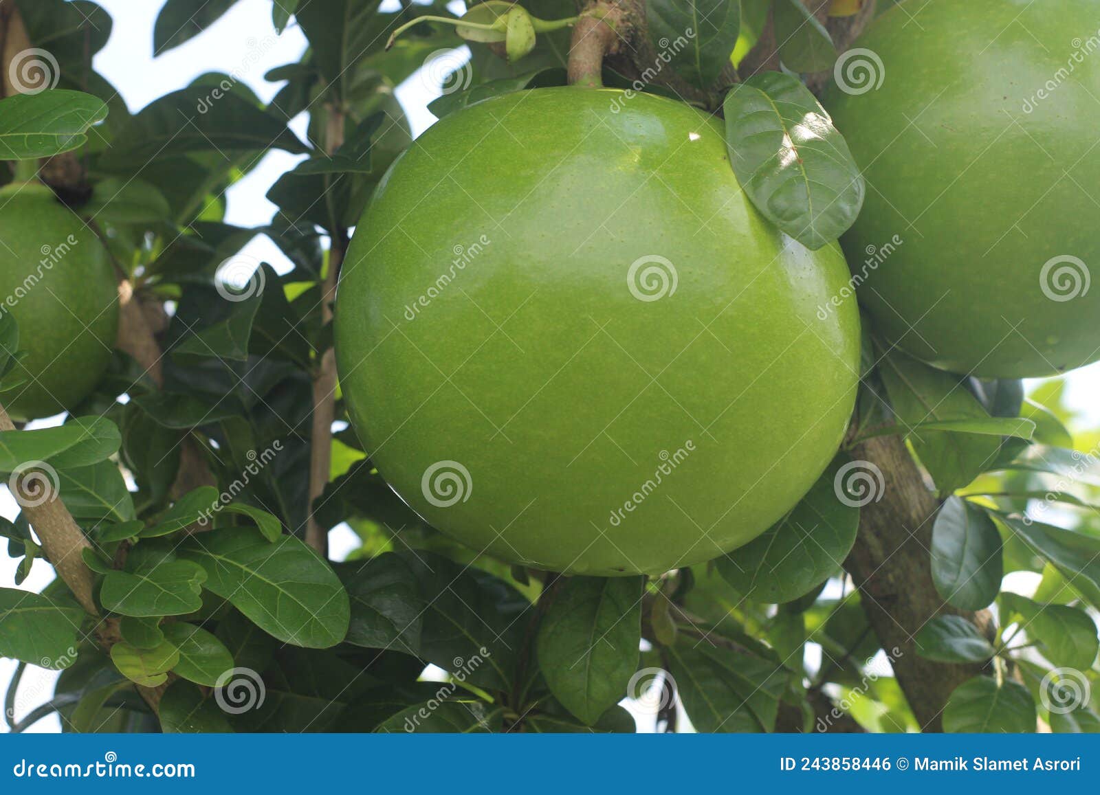 Crescentia Cujete, Commonly Known As the Calabash Tree Stock Photo ...