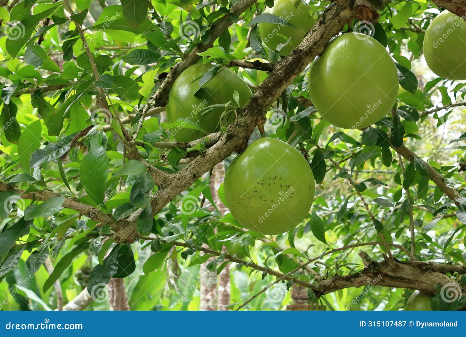 Crescentia Cujete Fruit, Also Called Calabash Tree or Mojo, Bali ...