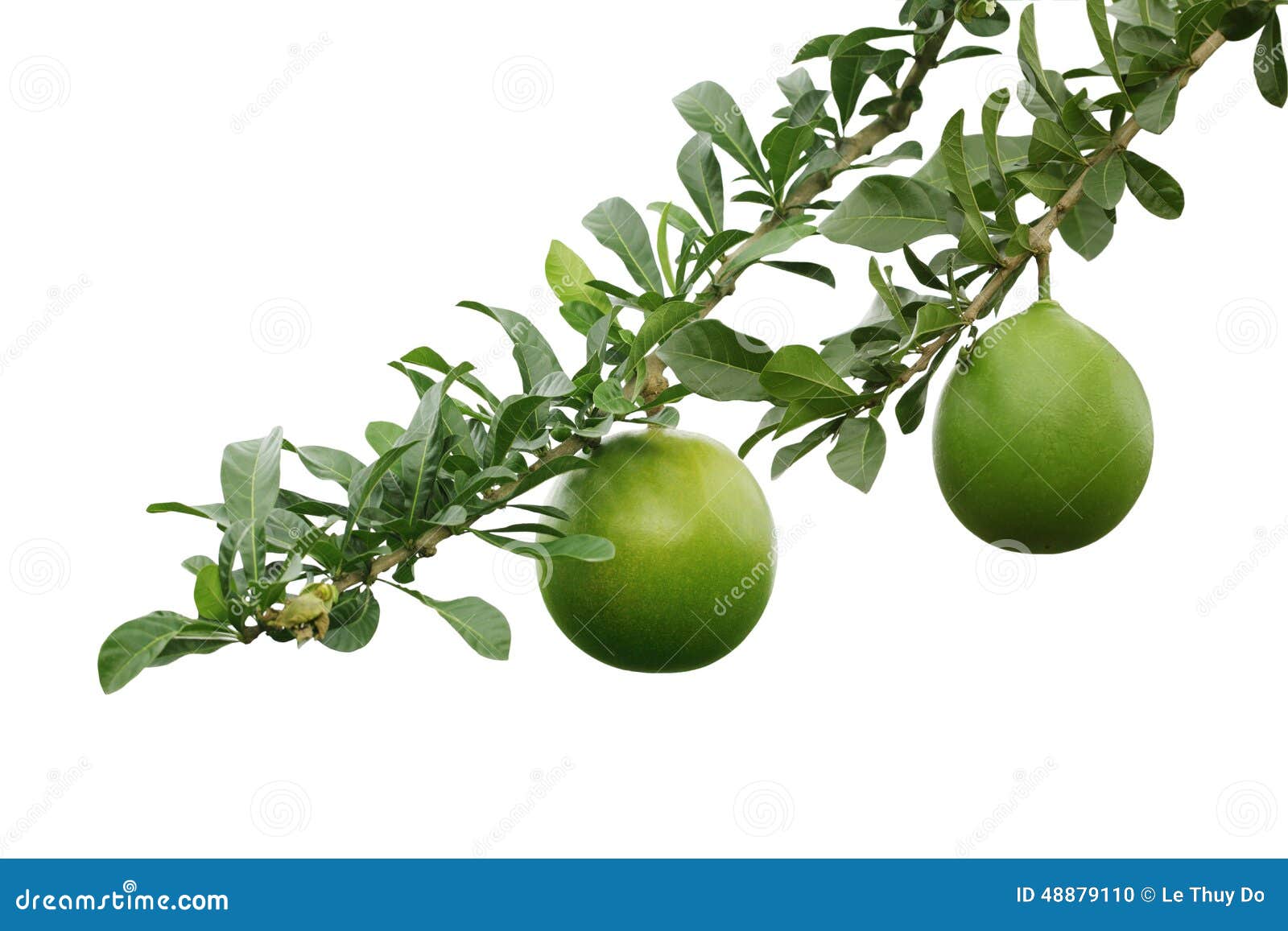 Crescentia Cujete Fruit stock photo. Image of wild, america - 48879110