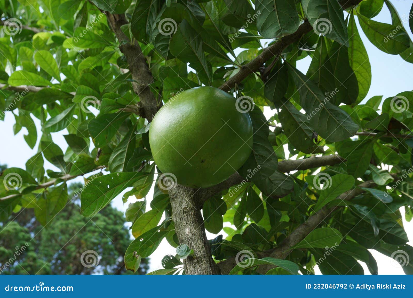 Crescentia Cujete Fruit with a Natural Background. Also Called Calabash ...