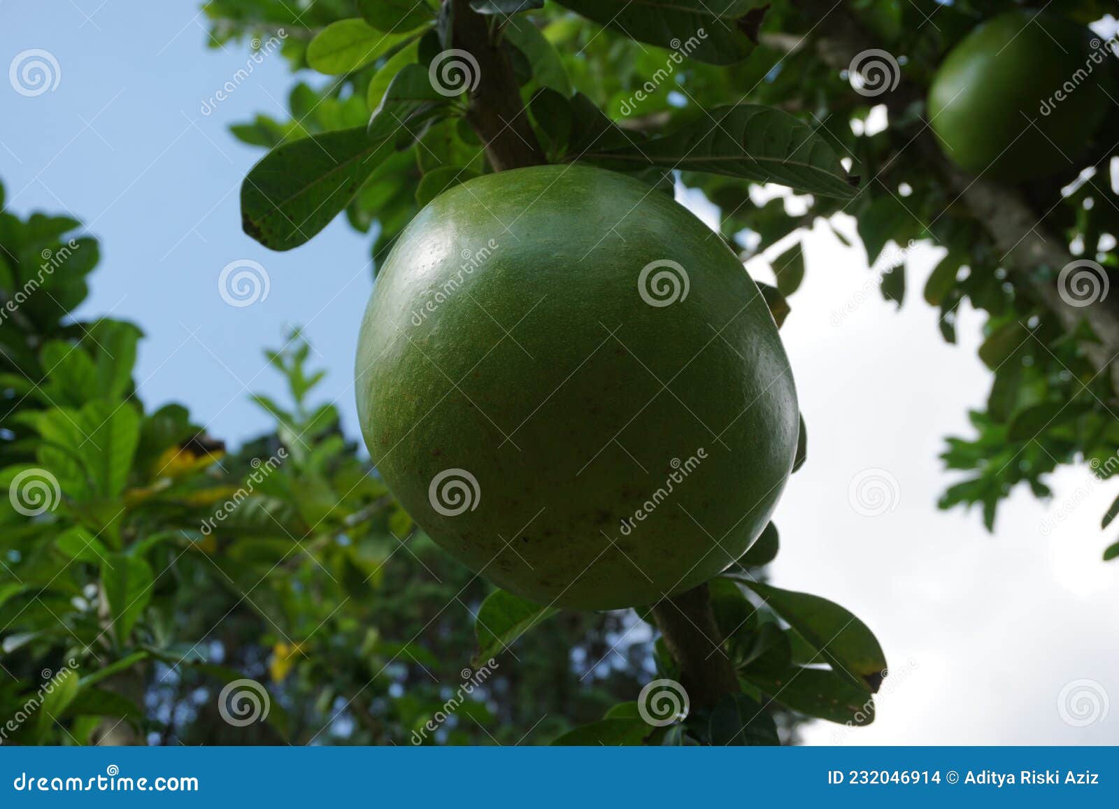 Crescentia Cujete Fruit with a Natural Background. Also Called Calabash ...