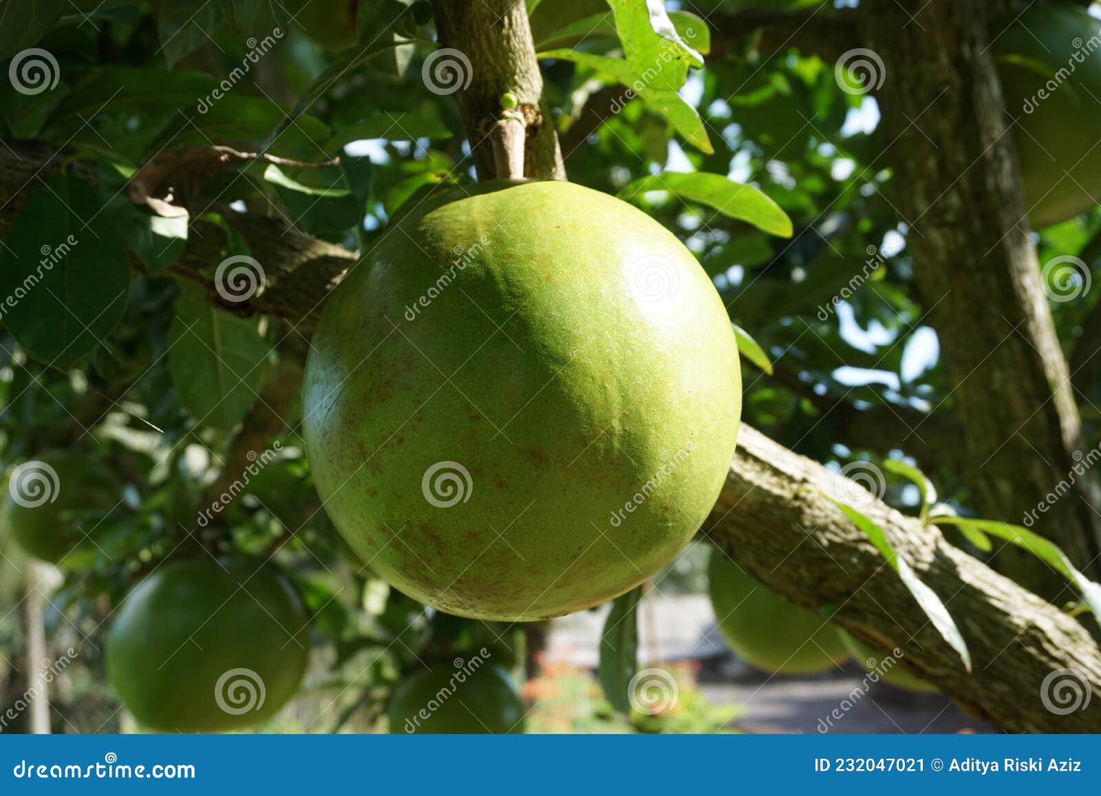 Crescentia Cujete Fruit with a Natural Background. Also Called Calabash ...