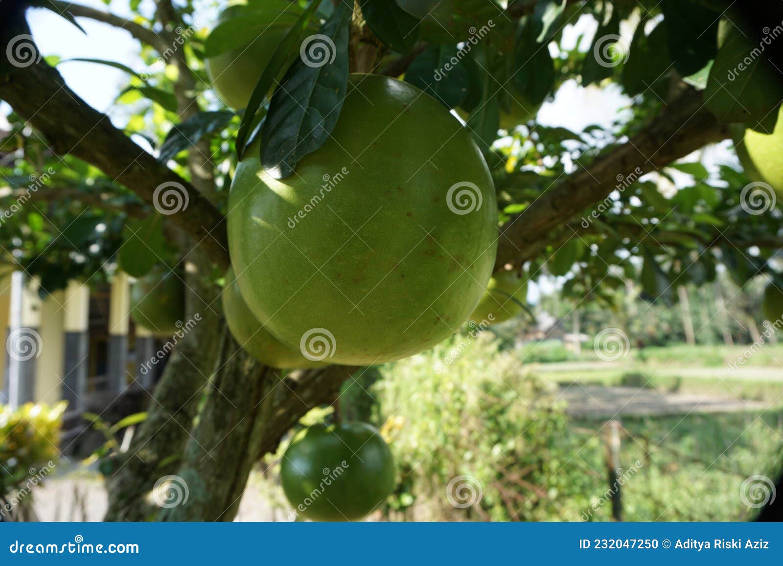 Crescentia Cujete Fruit with a Natural Background. Also Called Calabash ...