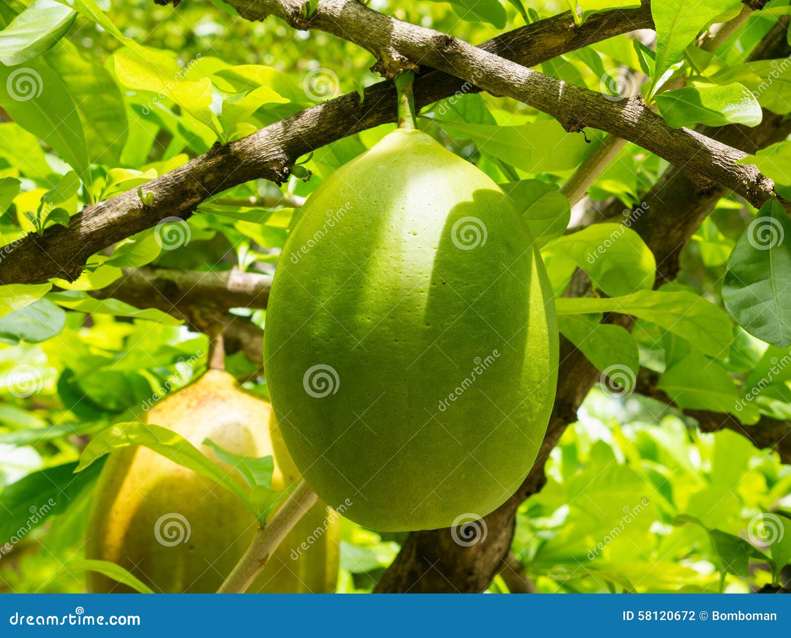 Crescentia Cujete Tree stock photo. Image of green, decorative - 58120672