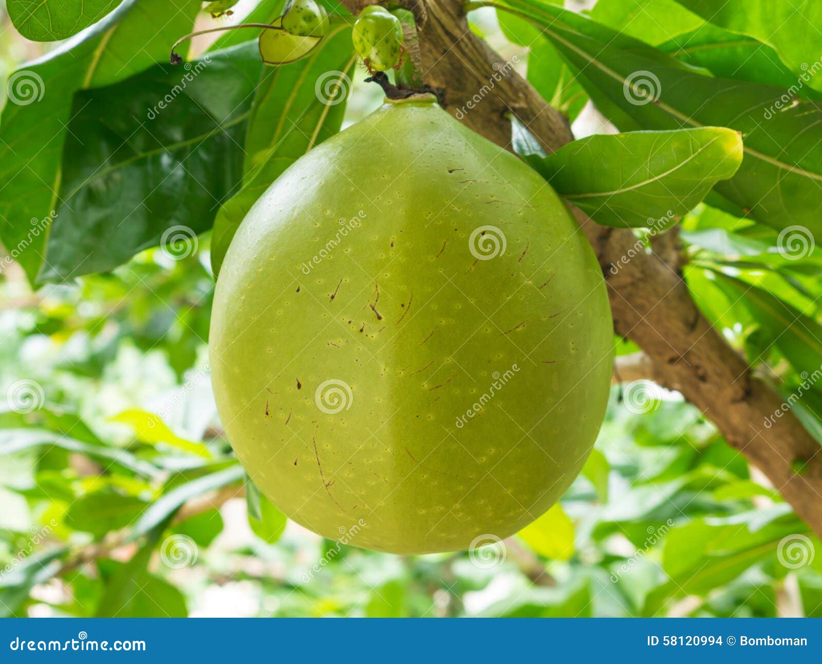 Crescentia Cujete Tree stock photo. Image of fruit, tropical - 58120994