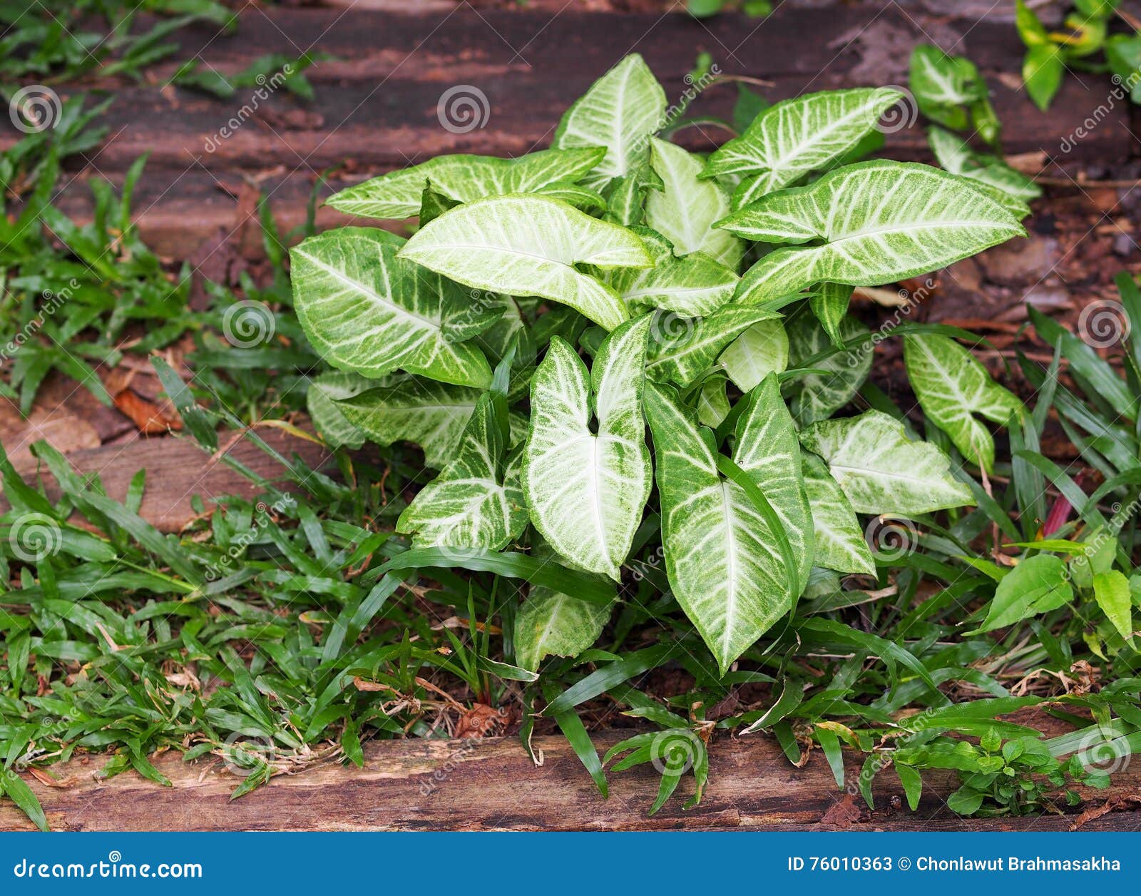 Crescere Della Pianta Verde Immagine Stock - Immagine di bellezza ...