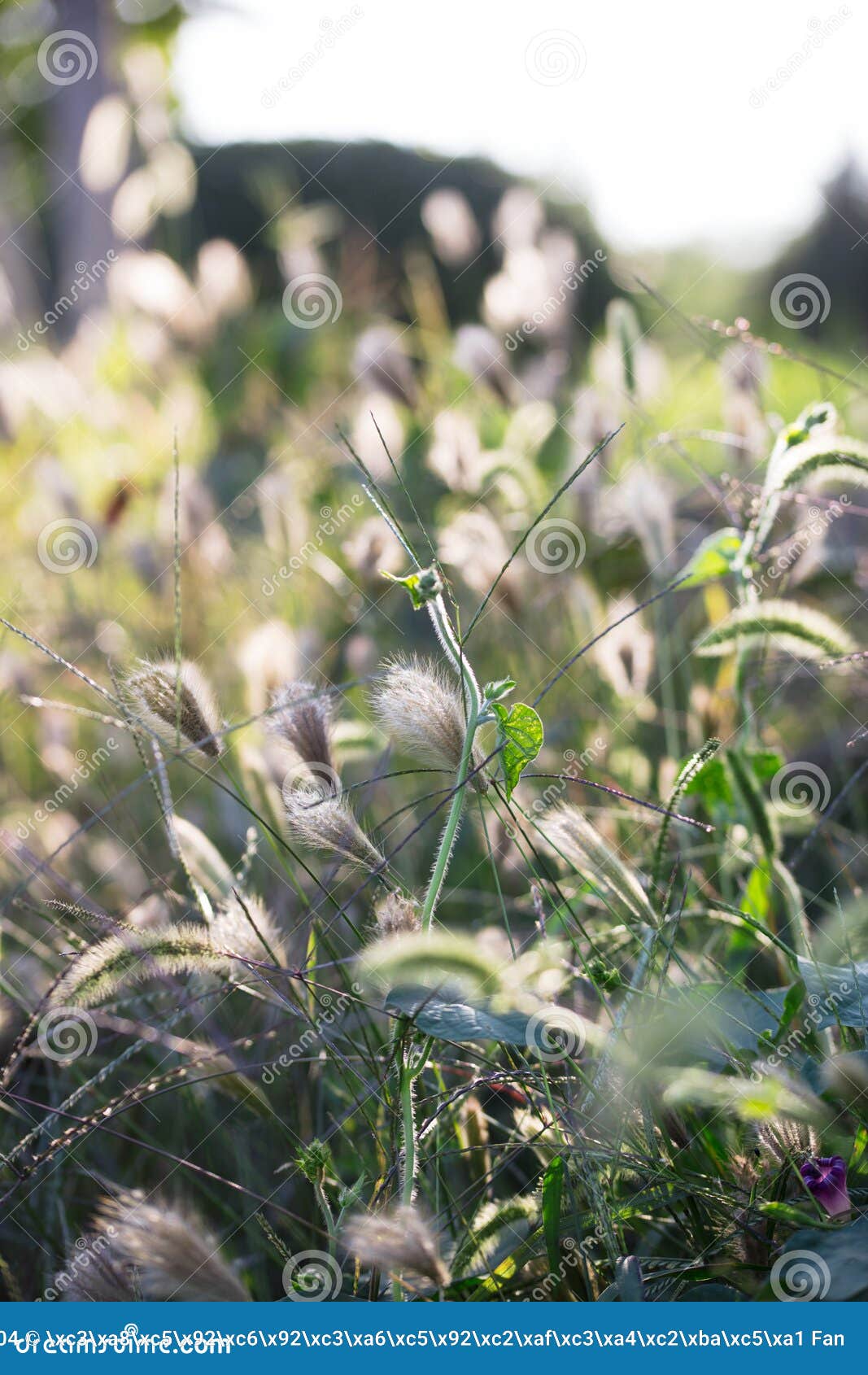 Crescimento Acentuado E Denso Da Setaria E Do Cloris Foto de Stock - Imagem de vazio, selvagem ...
