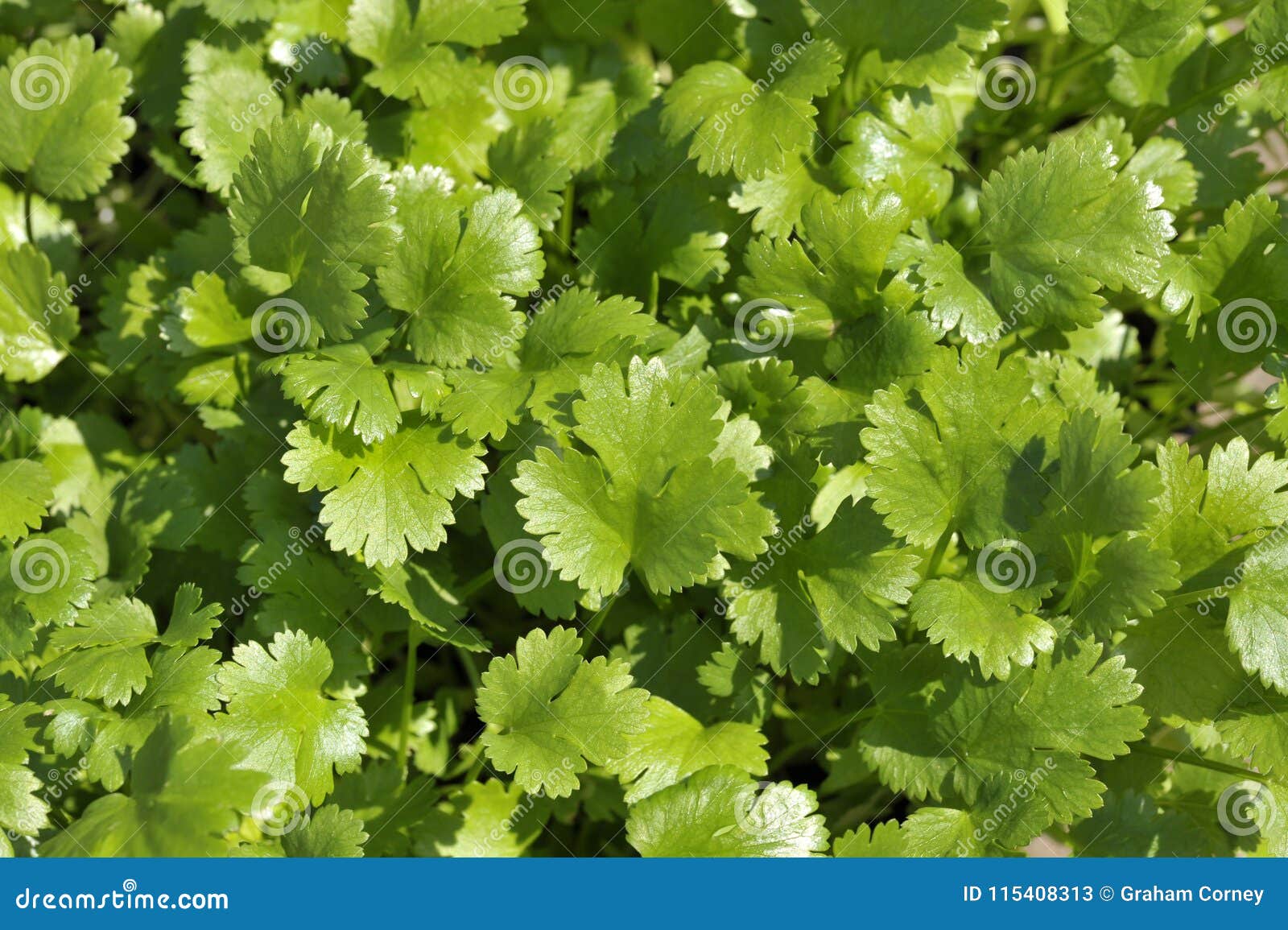 Crescimento Das Folhas Do Coentro Imagem de Stock - Imagem de coriandro ...