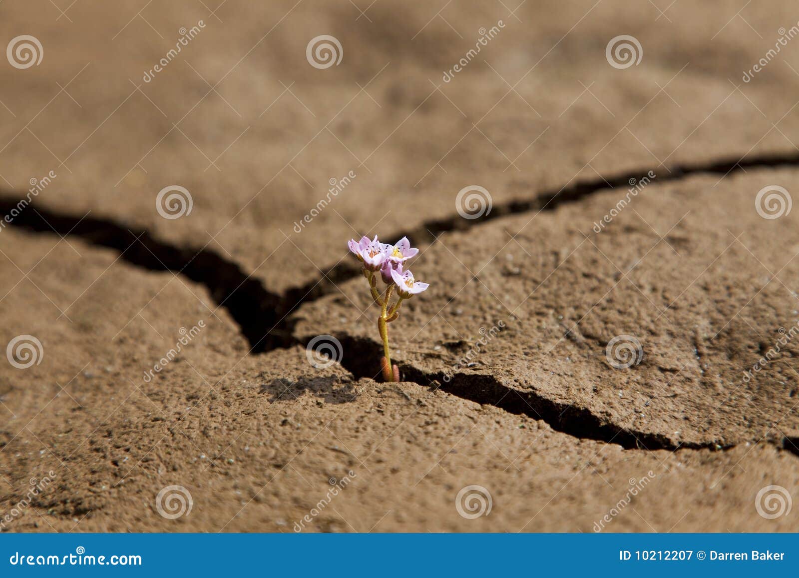 Crescimento De Flor Da Terra Rachada Seca Imagem de Stock - Imagem de ...