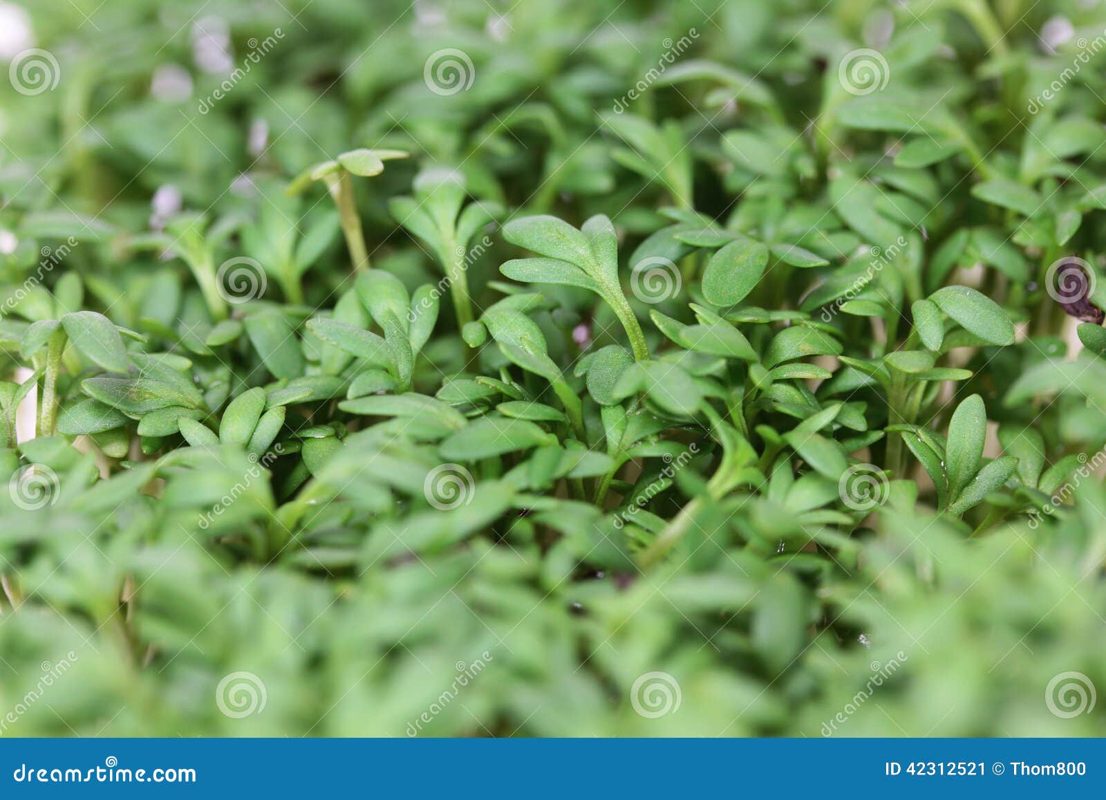 Crescione immagine stock. Immagine di dieta, nessuno - 42312521