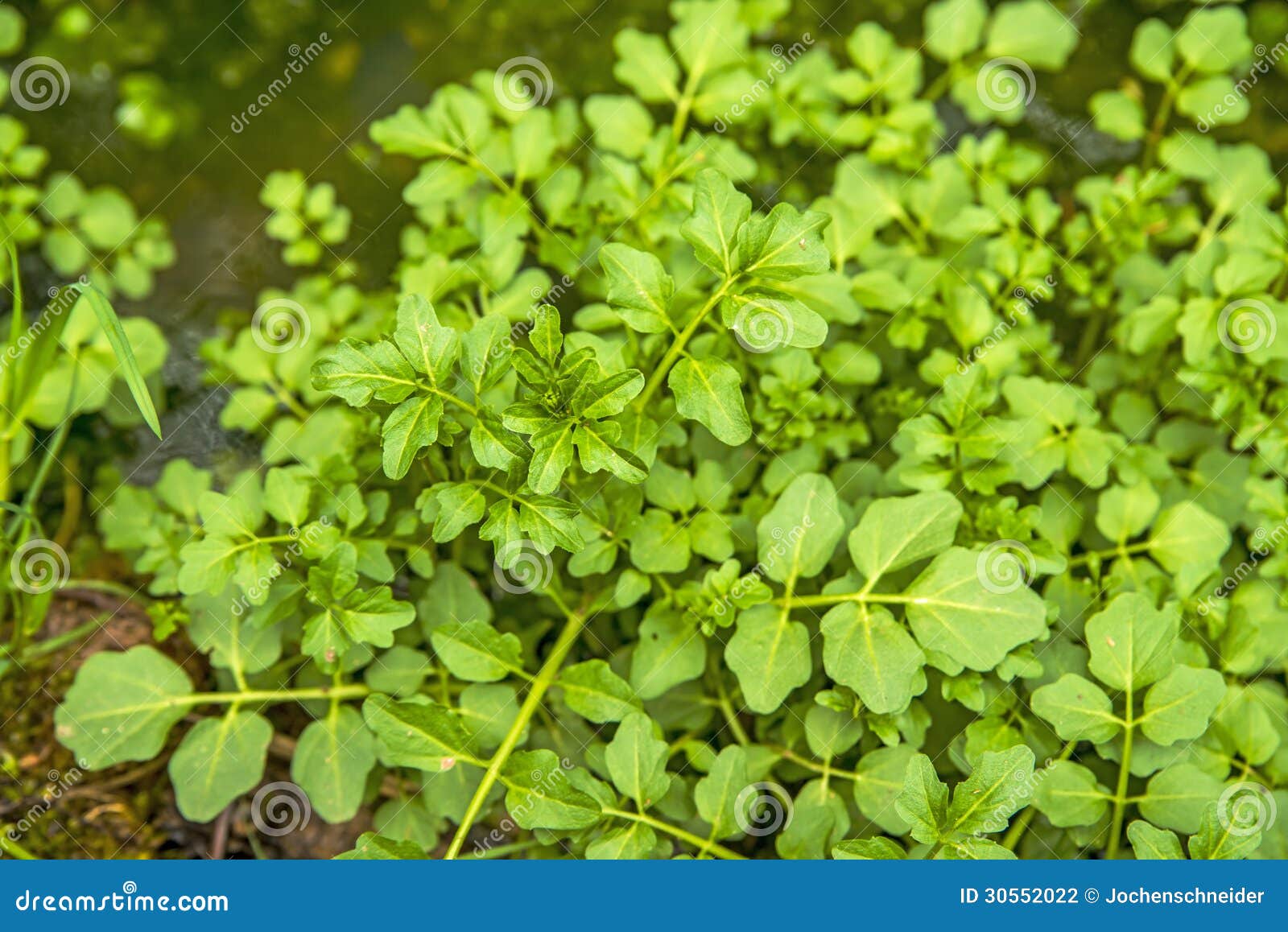 Crescione Acquatico, Nasturtium Officinale Fotografia Stock - Immagine ...