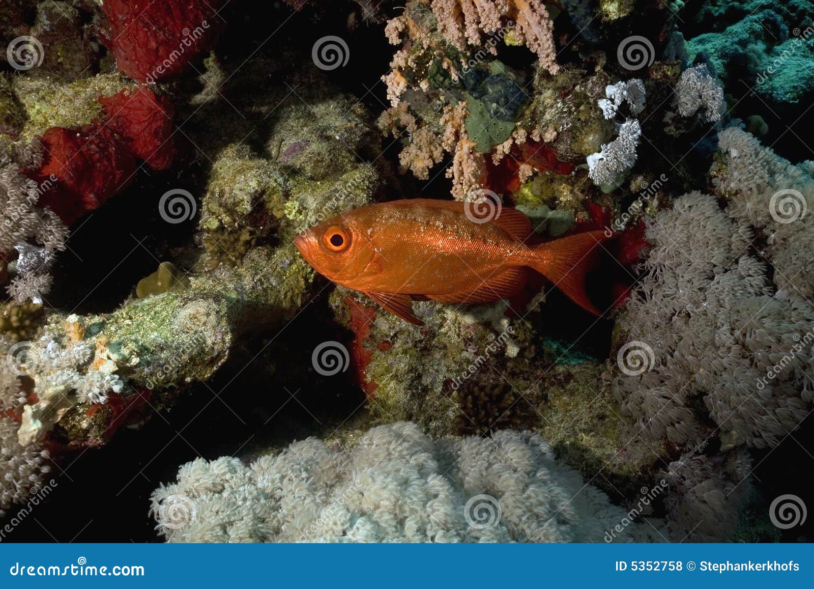 Cresent-tail Bigeye (Priacanthus Hamrur) Stock Photo - Image of bubbles ...