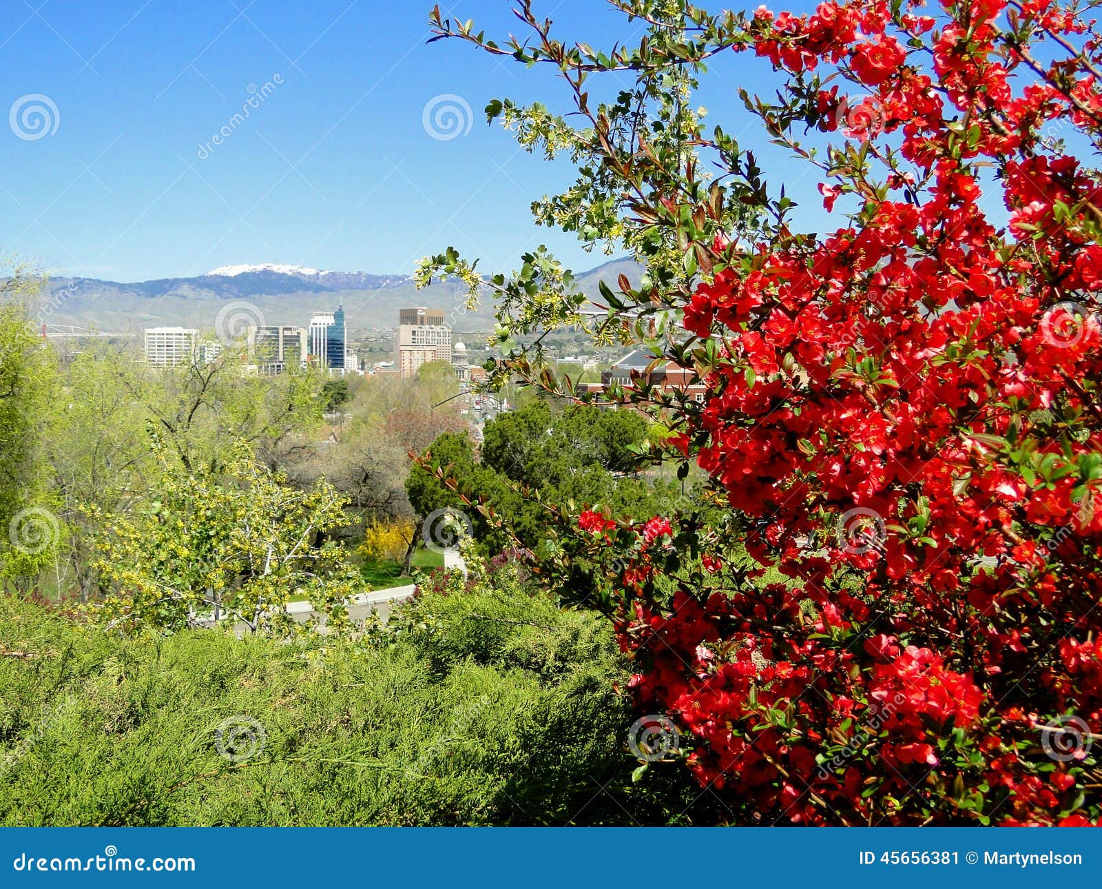 Crespón Myrtle rojo imagen de archivo. Imagen de idaho - 45656381