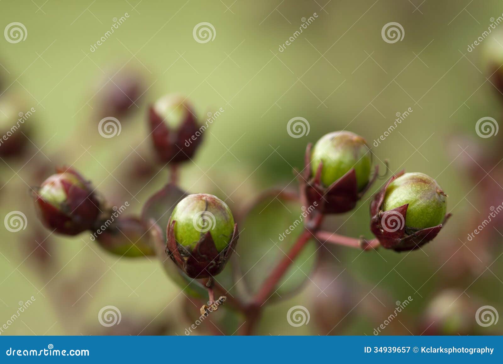Crespón Myrtle Seed Pods Background Imagen de archivo - Imagen de verde ...
