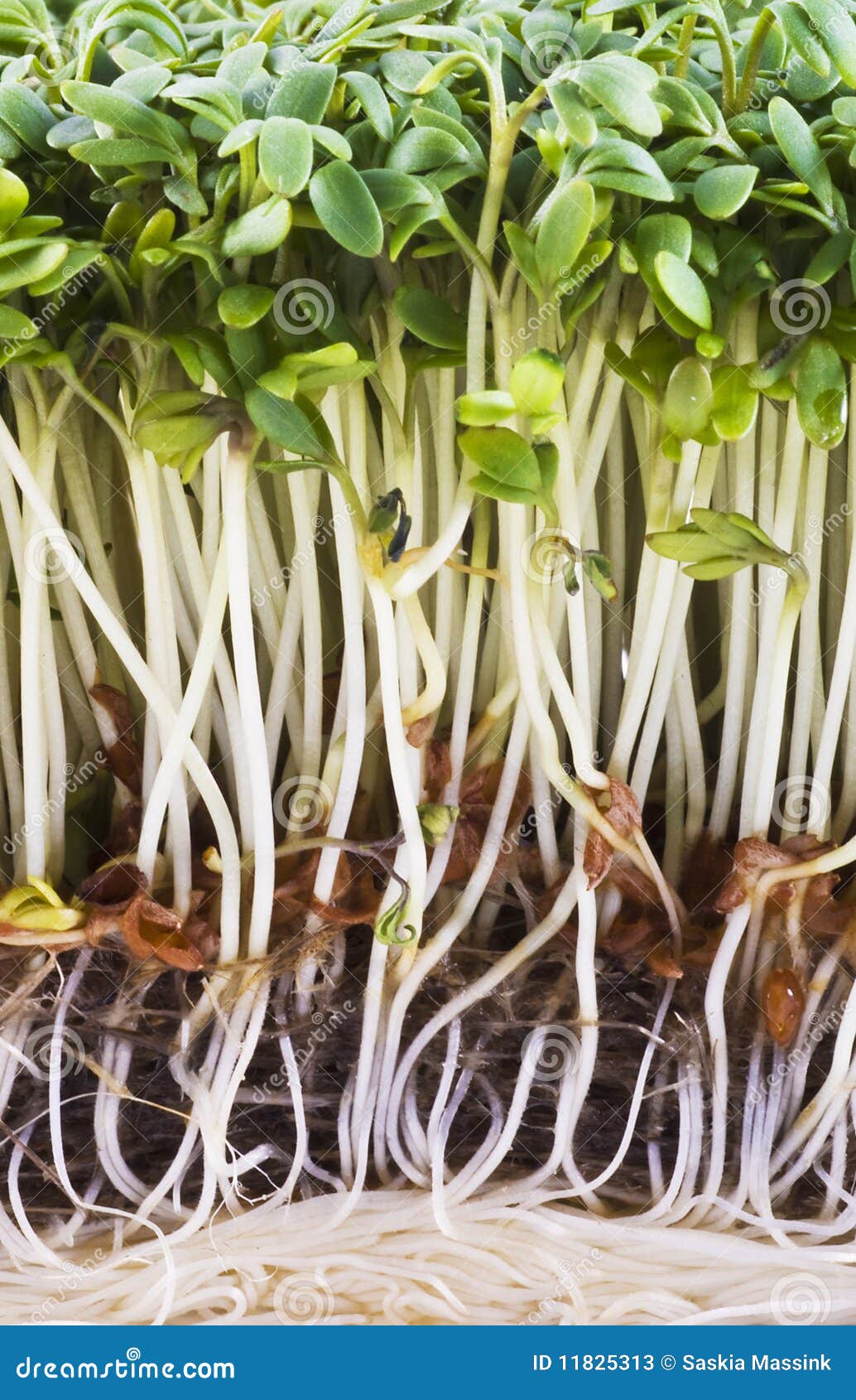 Cress. stock image. Image of leaves, background, agriculture - 11825313