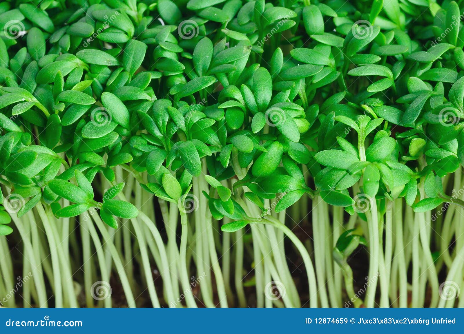 Cress stock image. Image of seed, plant, natural, macro - 12874659