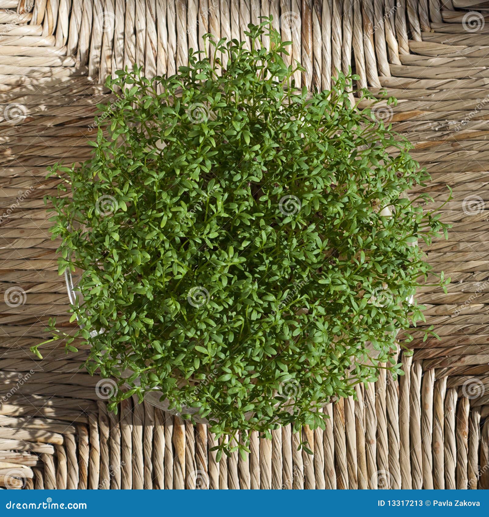 Cress stock image. Image of vegan, garden, vegetable - 13317213