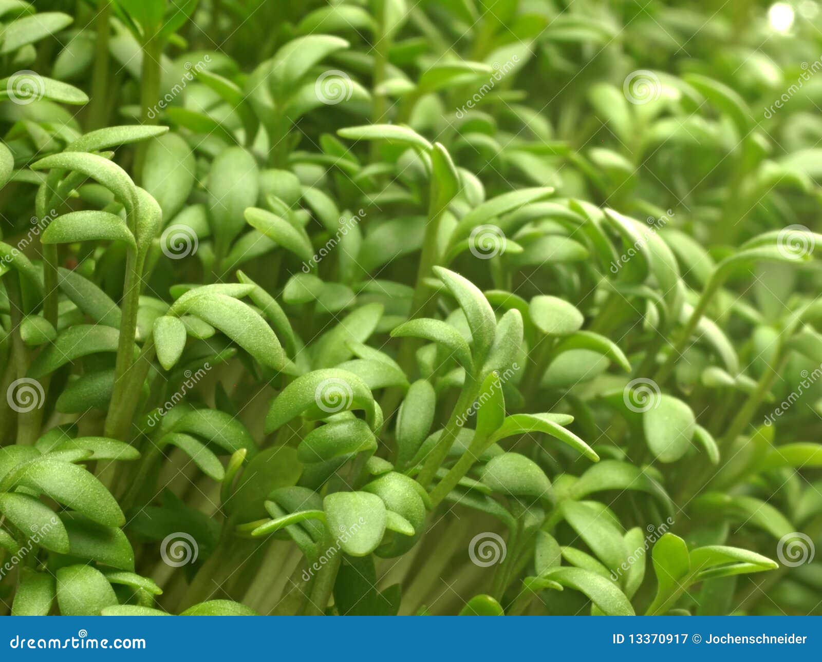 Cress stock image. Image of white, salad, self, food - 13370917