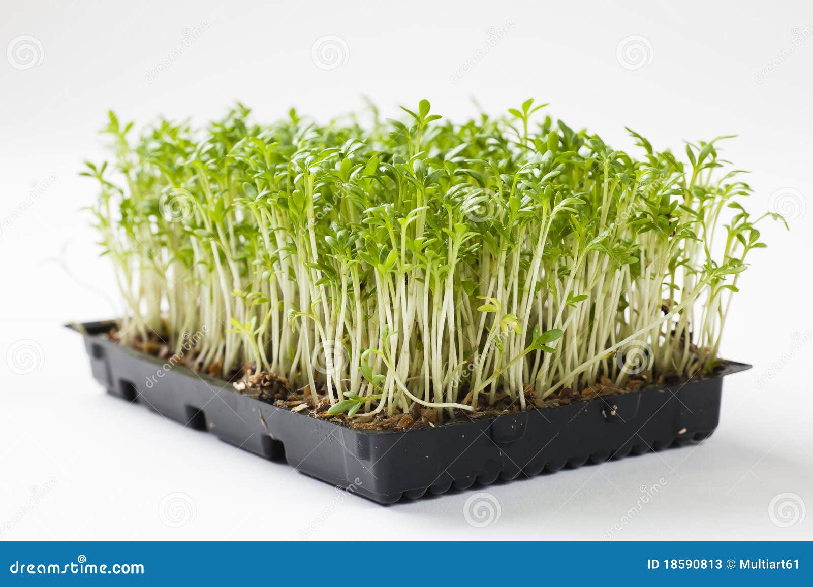 Cress stock image. Image of freshness, food, herb, foliage - 18590813