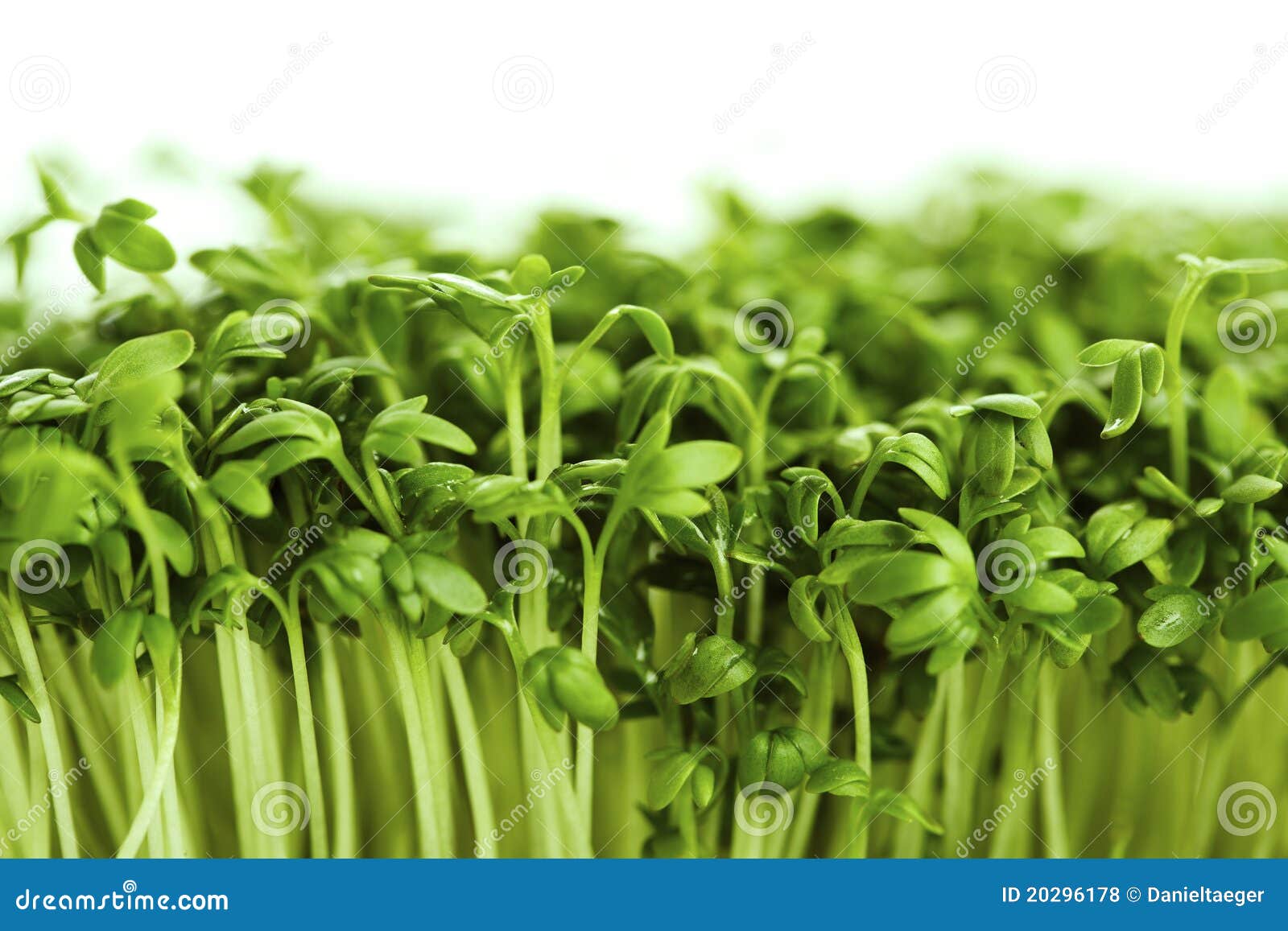 Cress stock photo. Image of food, macro, healthy, sprouts - 20296178