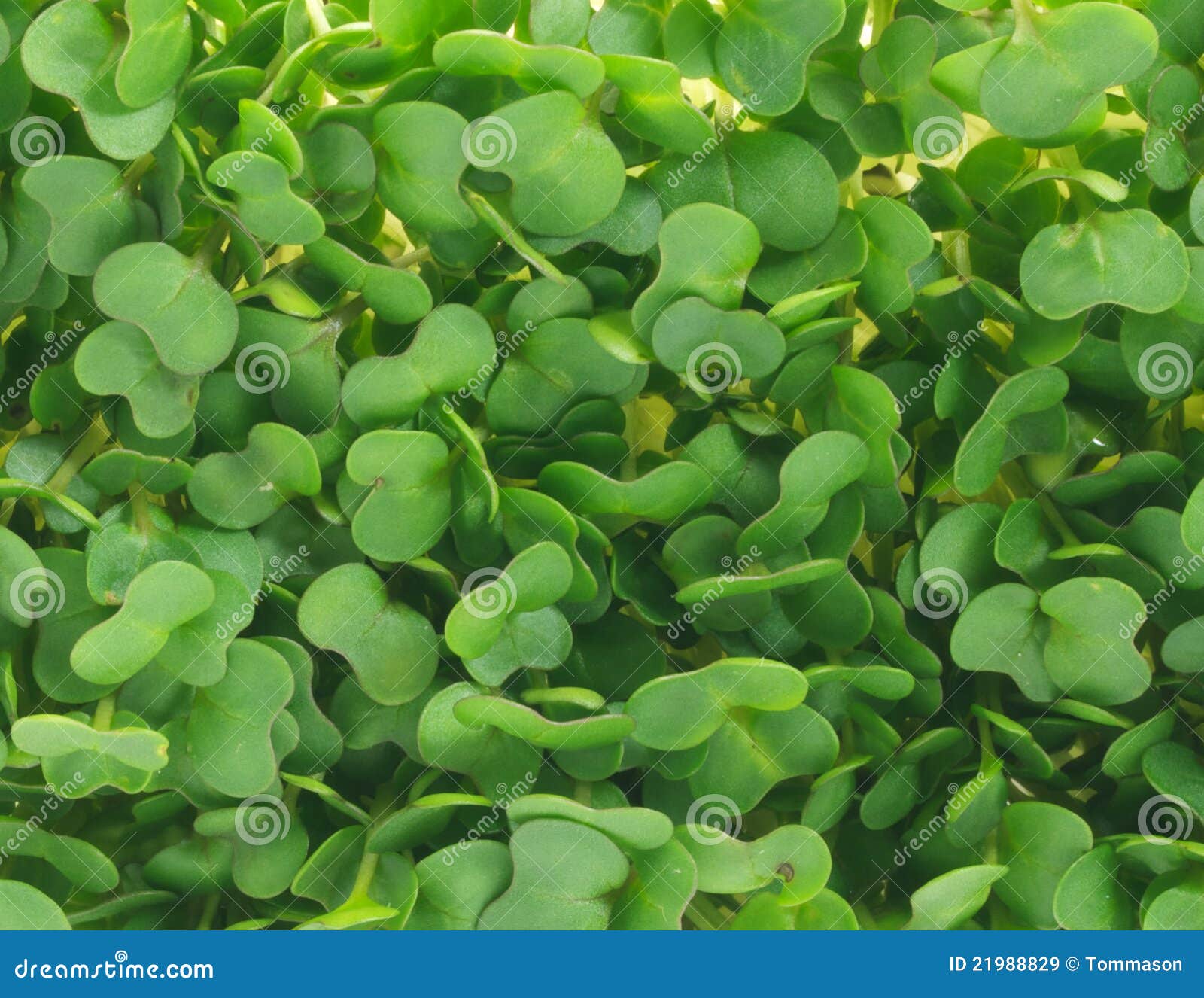 Cress stock image. Image of cress, growing, royalty, salad - 21988829
