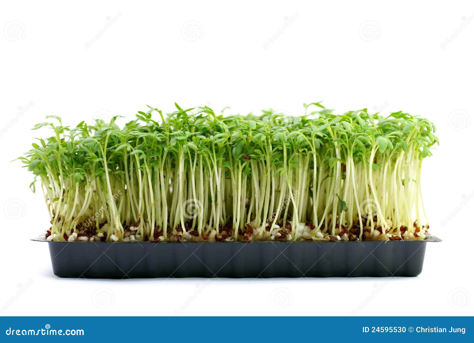 Cress stock photo. Image of cresses, plant, organic, fixings - 24595530