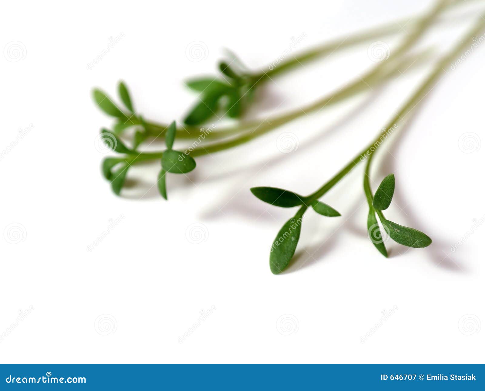 Cress 3 stock image. Image of fresh, isolated, cress, white - 646707