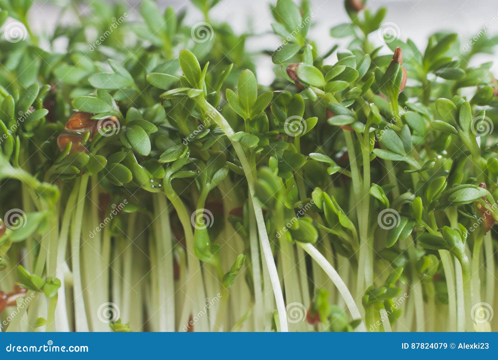 Cress stock image. Image of seedlings, cress, close, green - 87824079