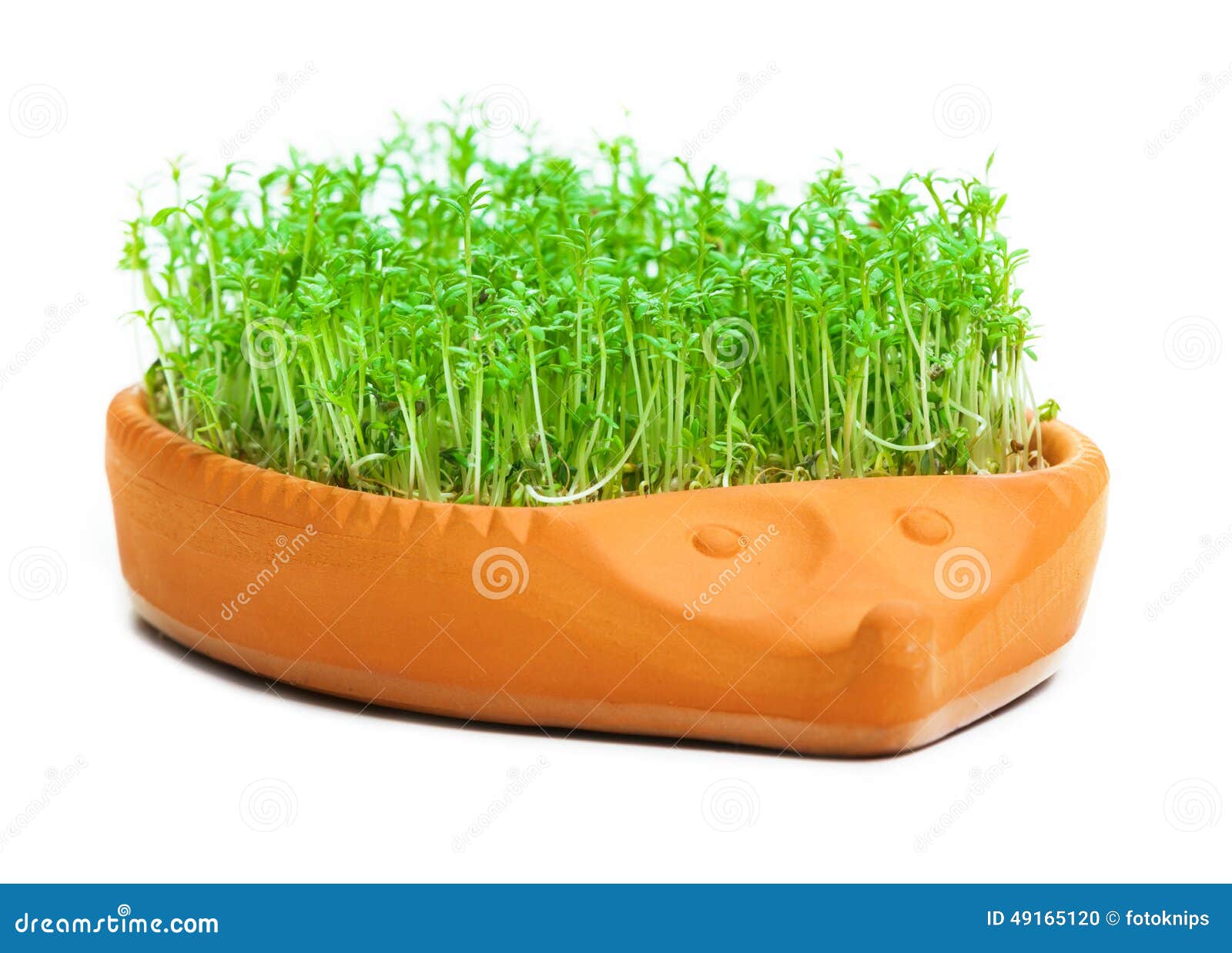 Cress, Garden Cress, Cress Hedgehog Stock Photo - Image of vitamins ...