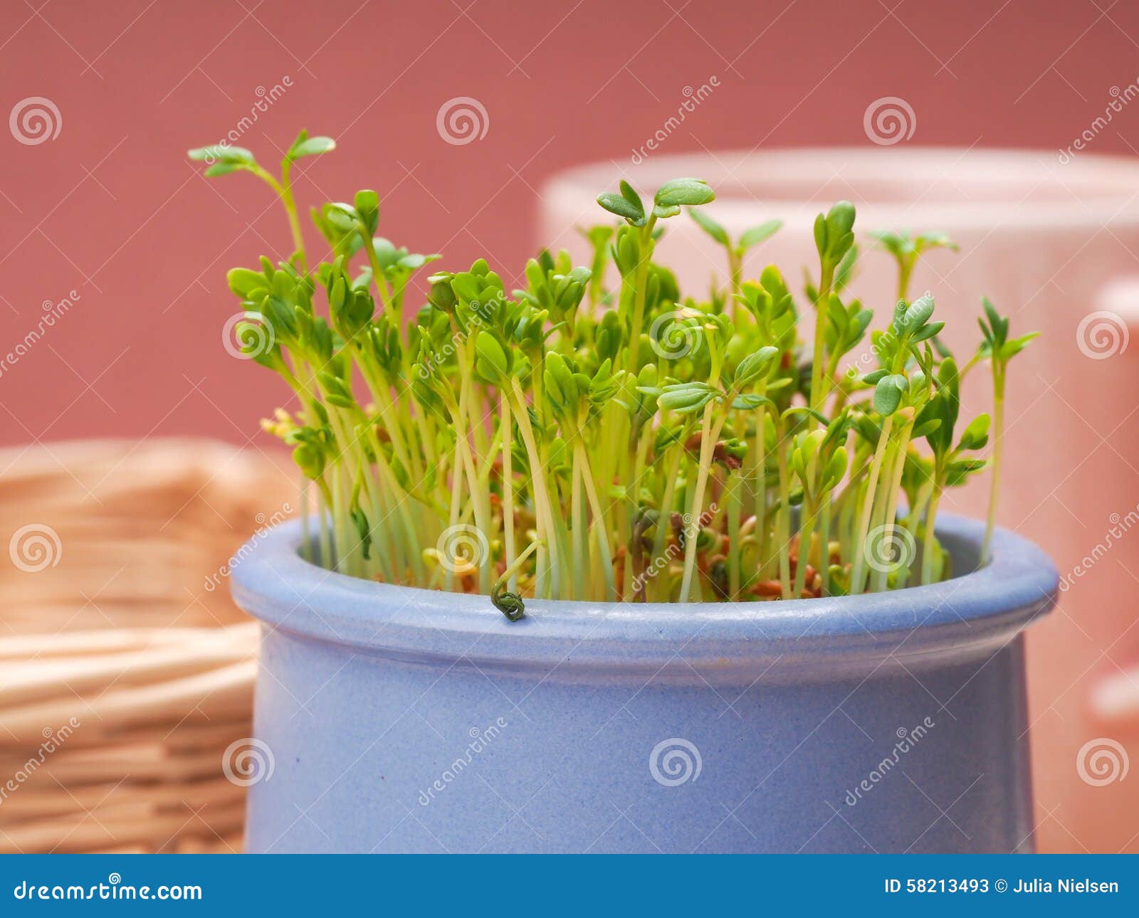 Cress stock image. Image of natural, organic, food, vegetable - 58213493