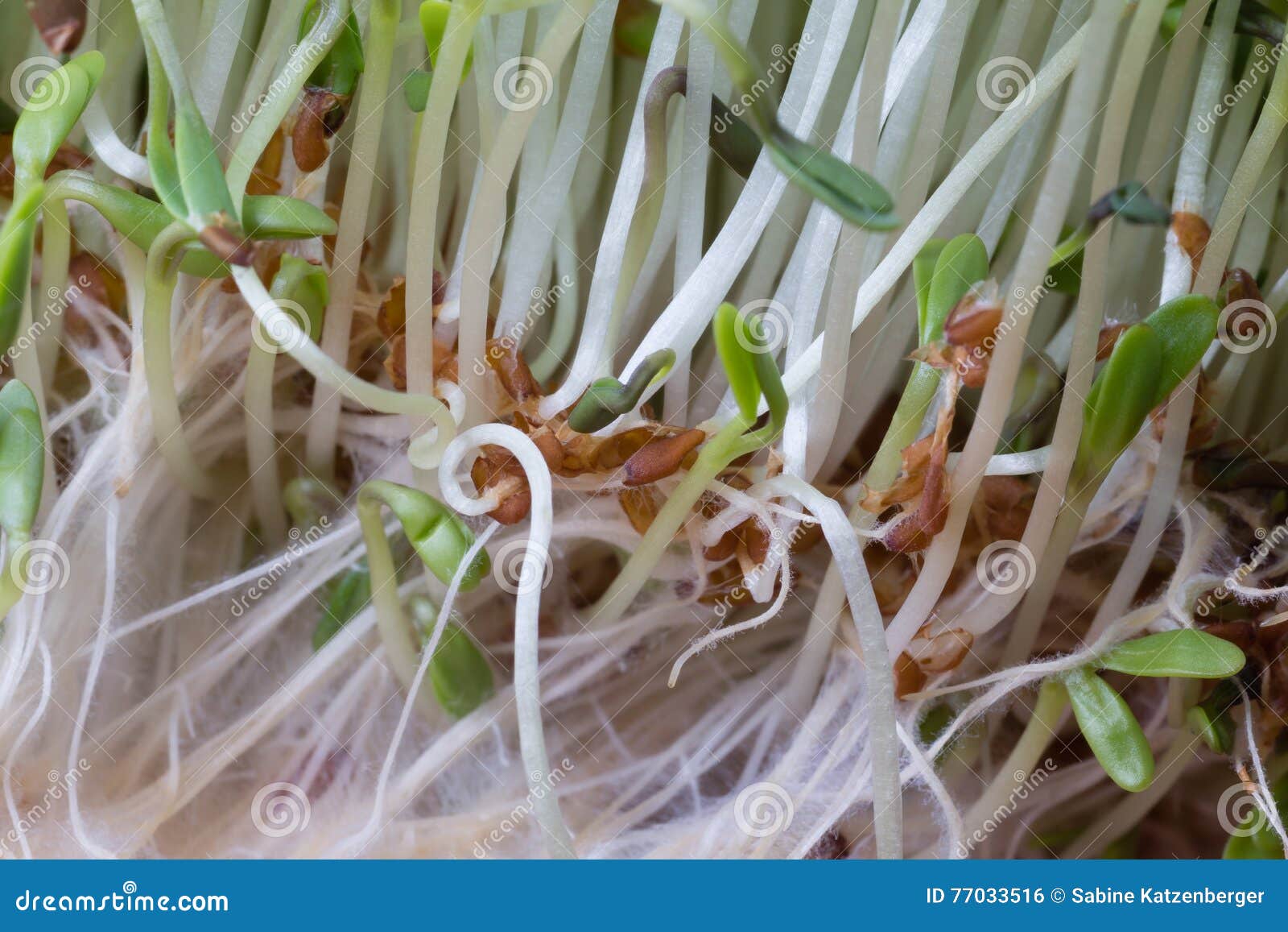 Cress stock photo. Image of kitchen, ready, green, cuisine - 77033516