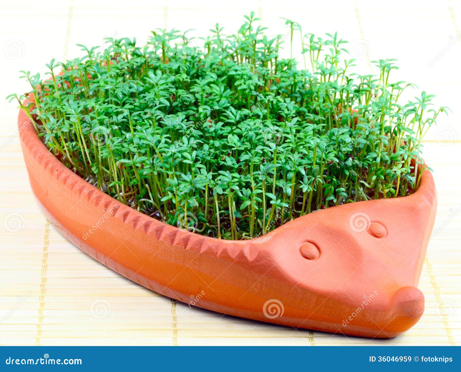 Cress Hedgehog stock image. Image of vegetarian, kitchen - 36046959