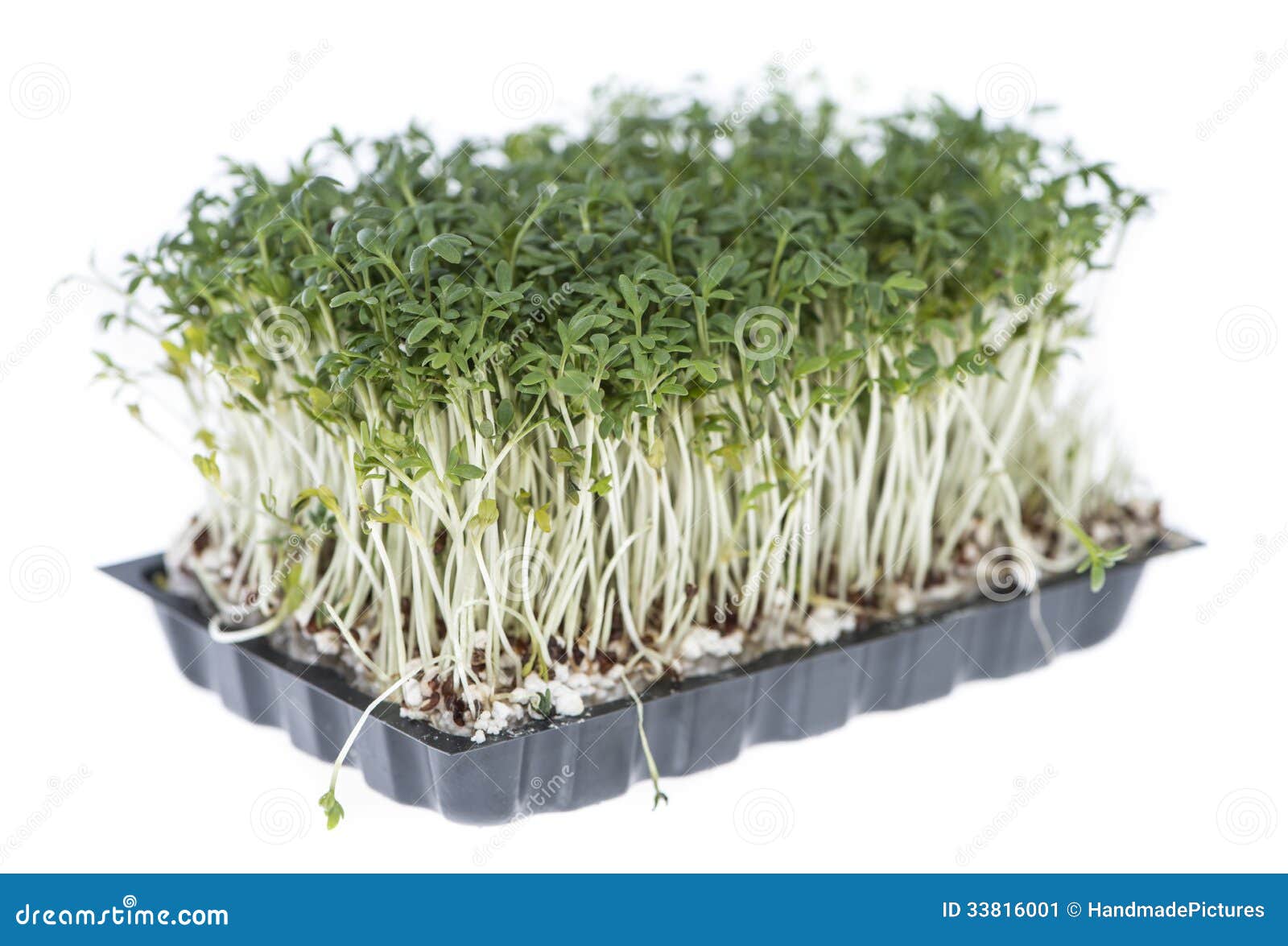 Cress isolated on white stock image. Image of healthy - 33816001