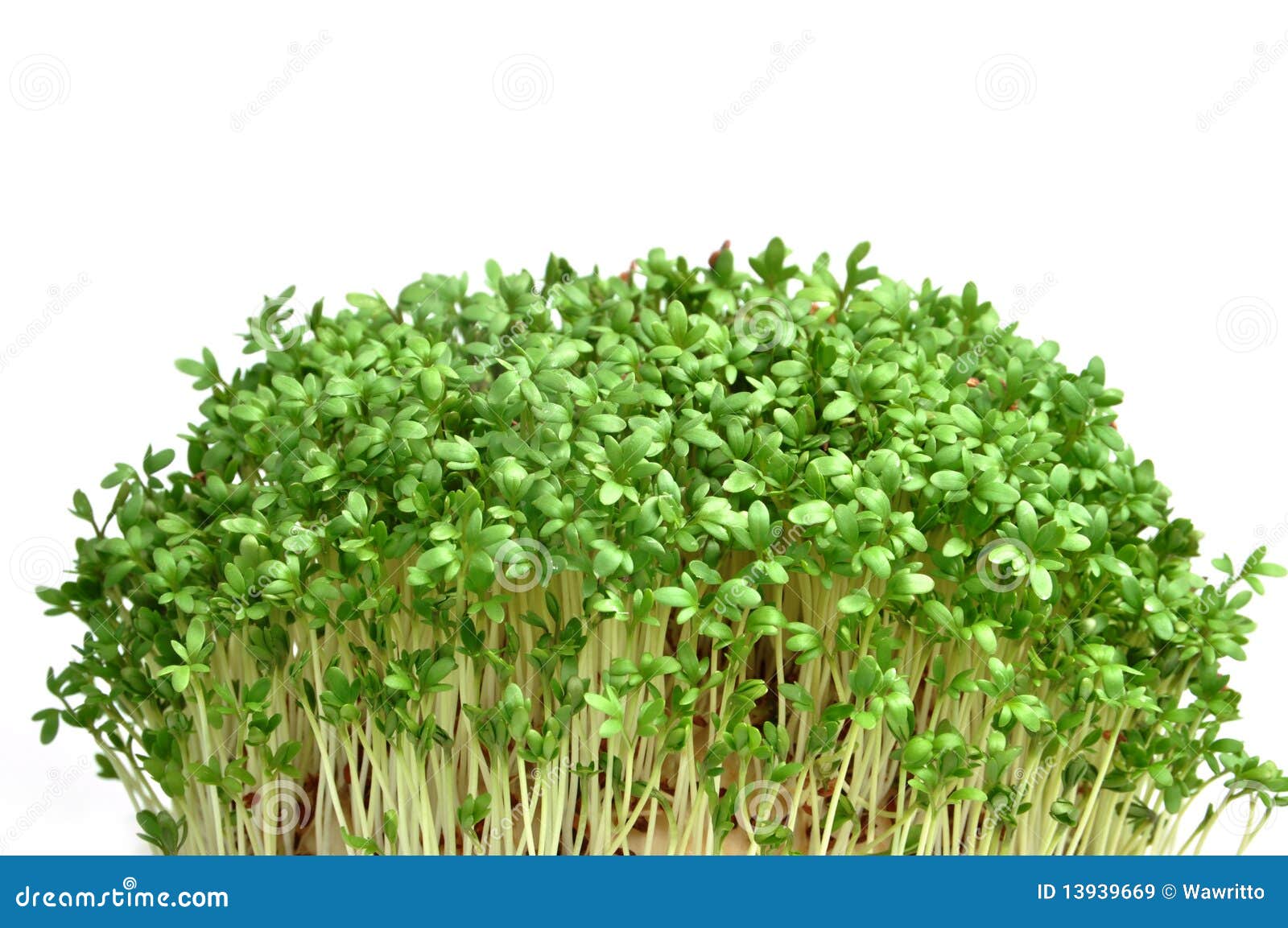 Cress Isolated on White Background. Young Plants. Stock Image - Image ...