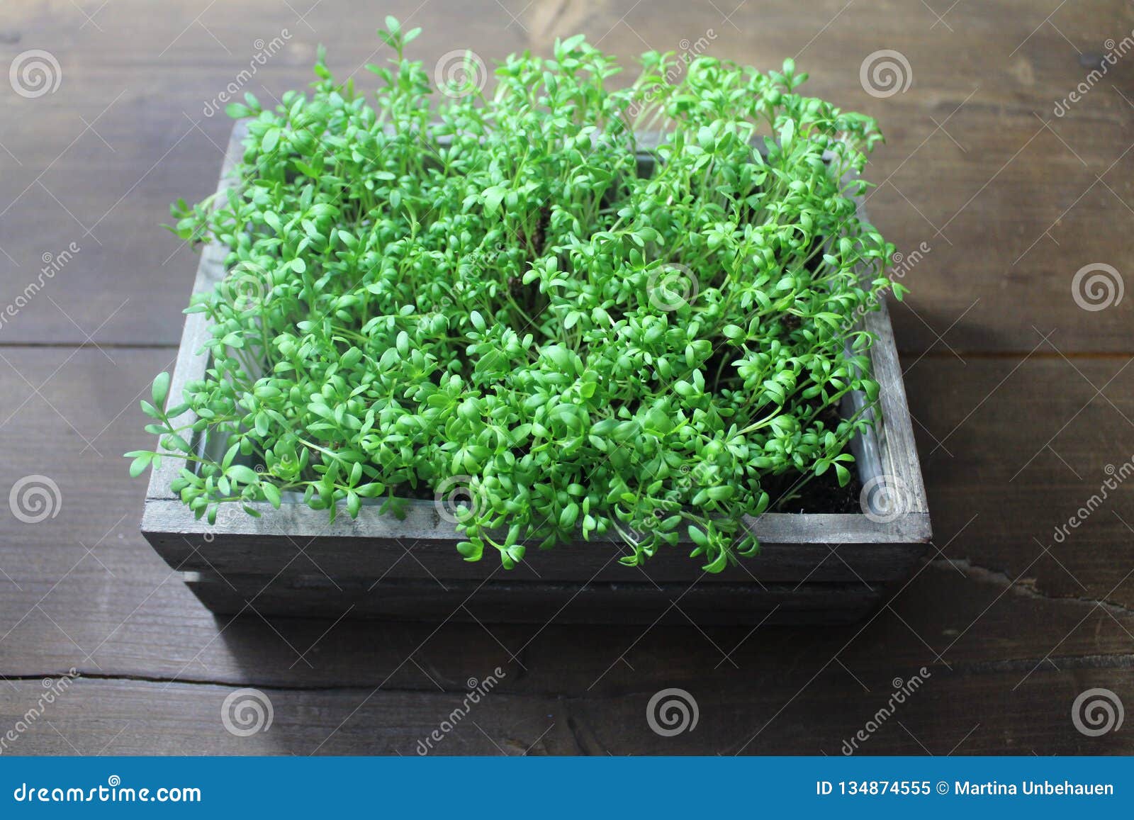 Cress in a pot stock image. Image of cook, spice, gardening - 134874555