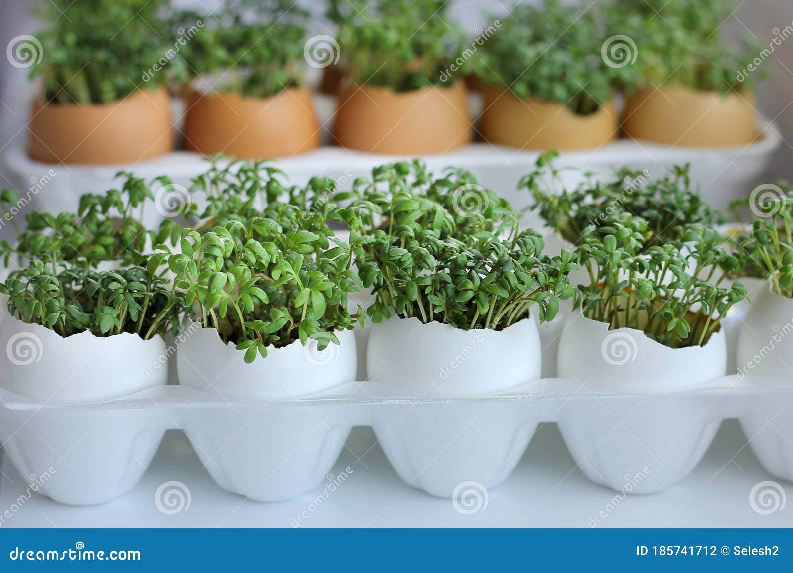 Cress Seedling in an Egg. Planting Seedlings in Eggshells and Growing ...