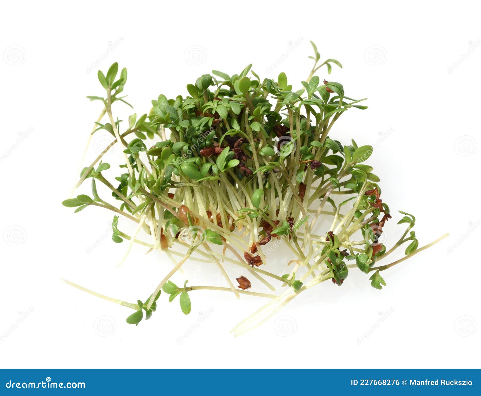Cress, Seedling, Lepidium Sativum Stock Photo - Image of sativum ...