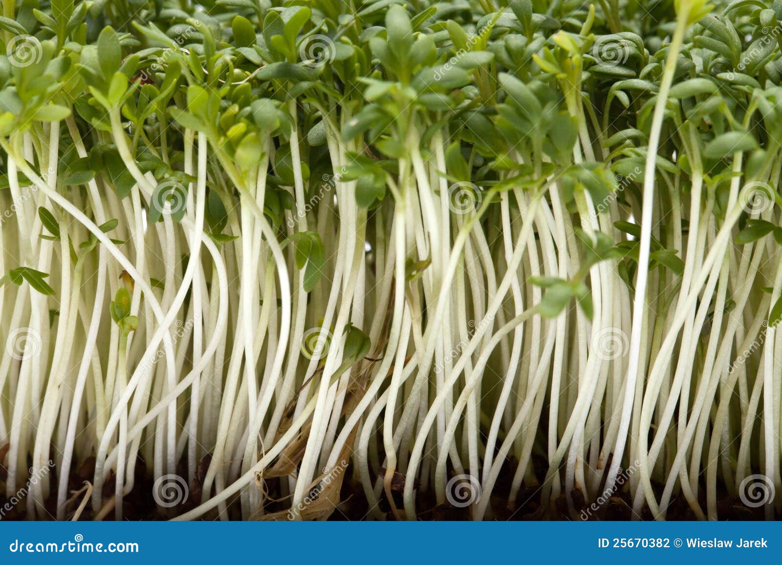 Cress seedlings stock photo. Image of cruciferae, appetite - 25670382