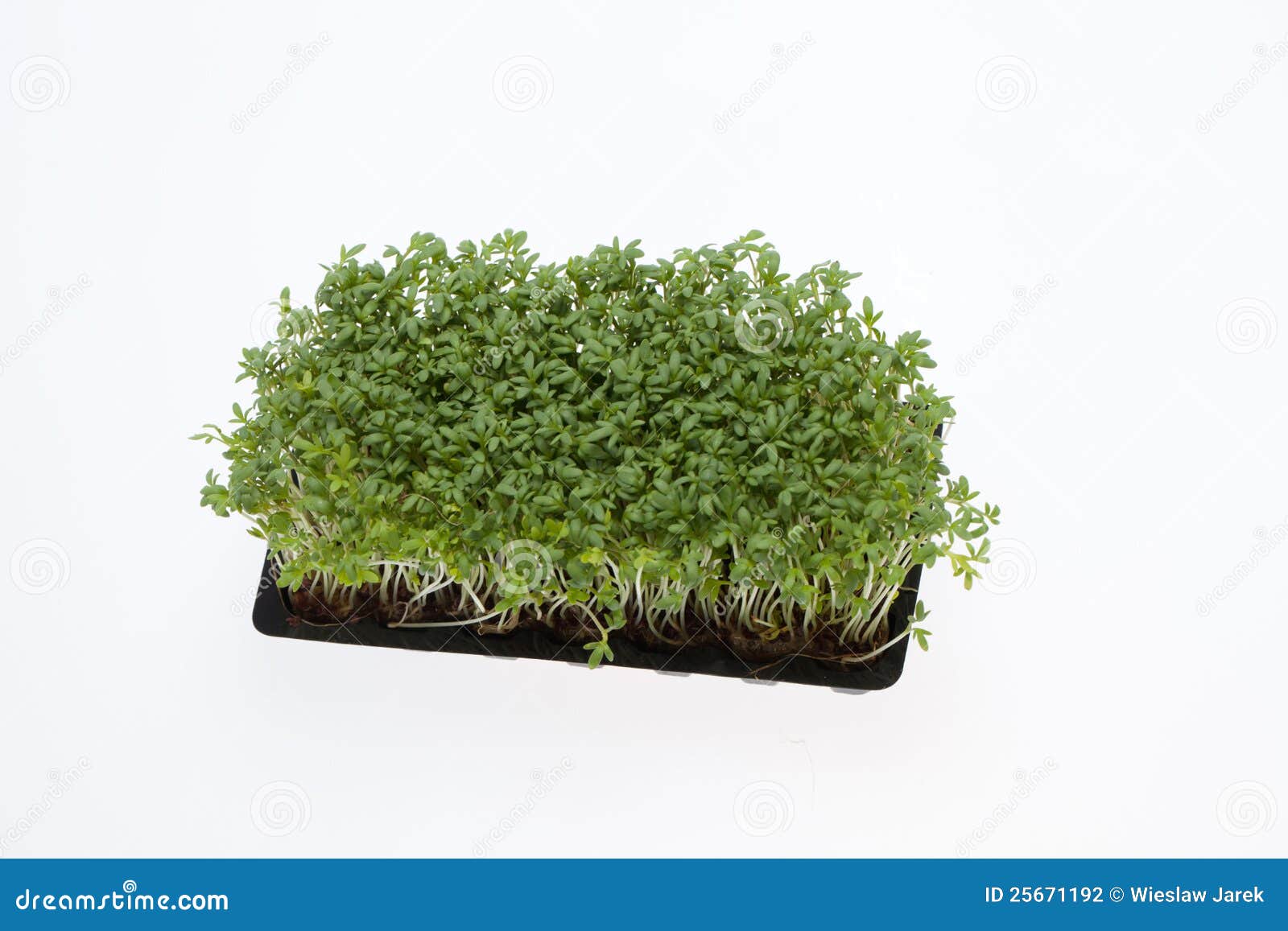 Cress seedlings stock photo. Image of agriculture, appetite - 25671192