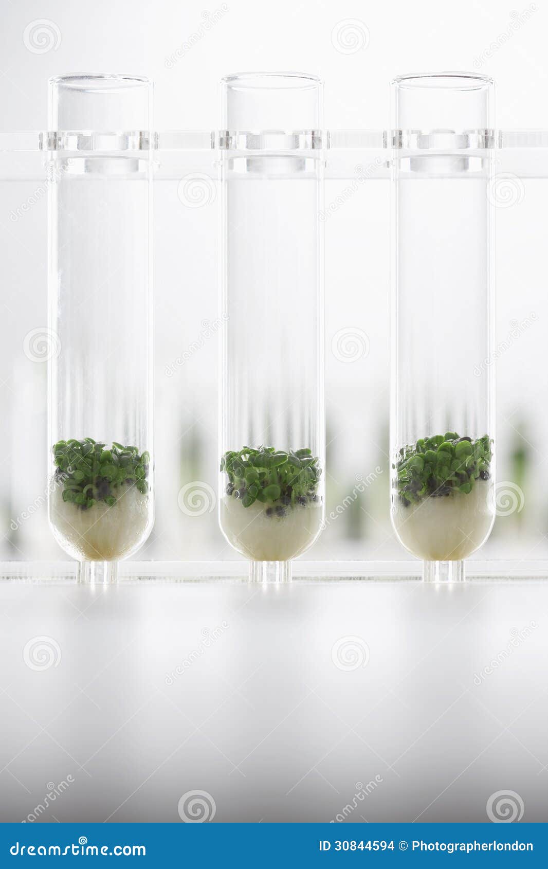 Cress Seedlings Growing in Test Tubes Stock Photo - Image of white ...