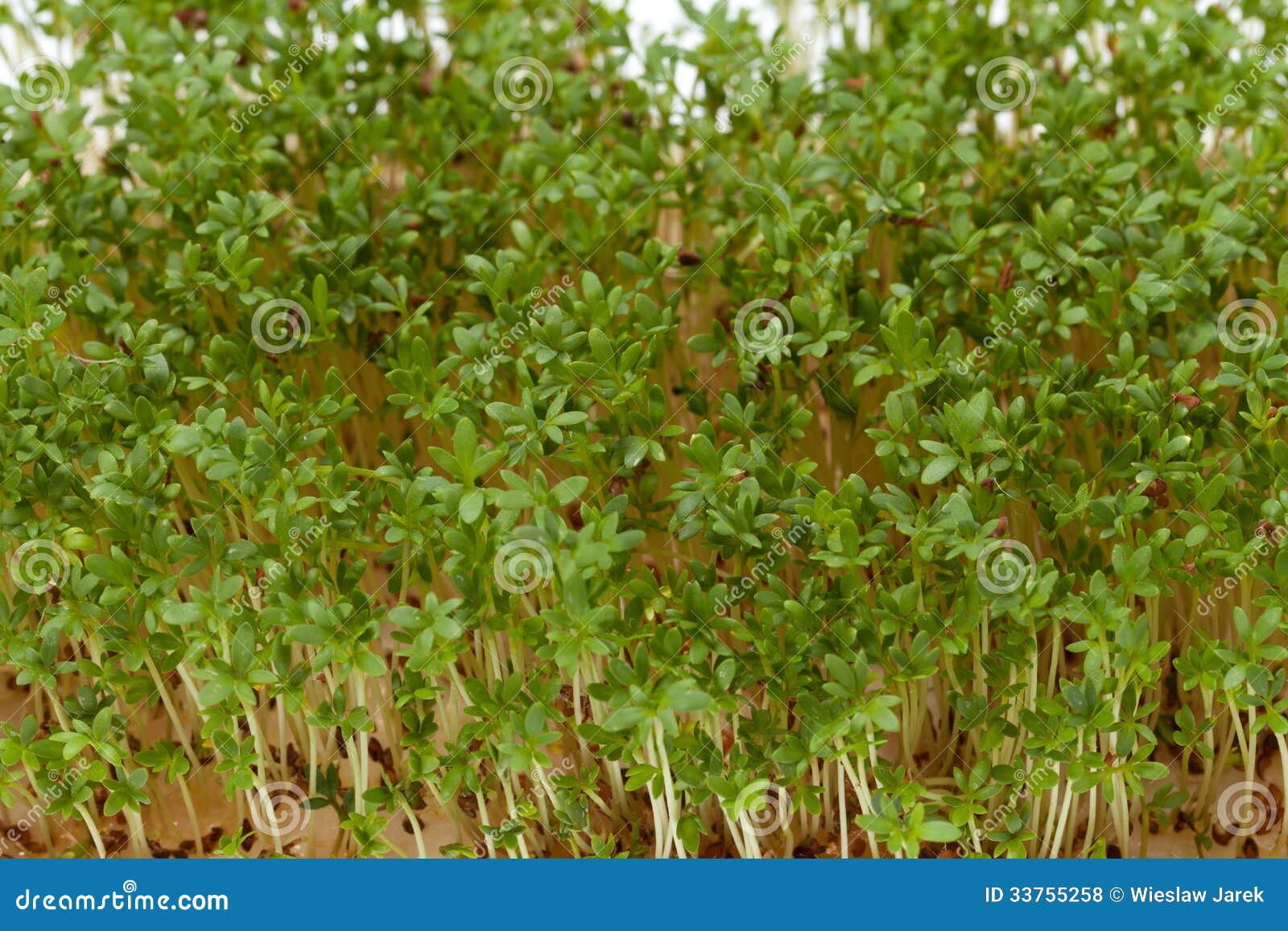 Cress seedlings stock photo. Image of sprout, healthy - 33755258