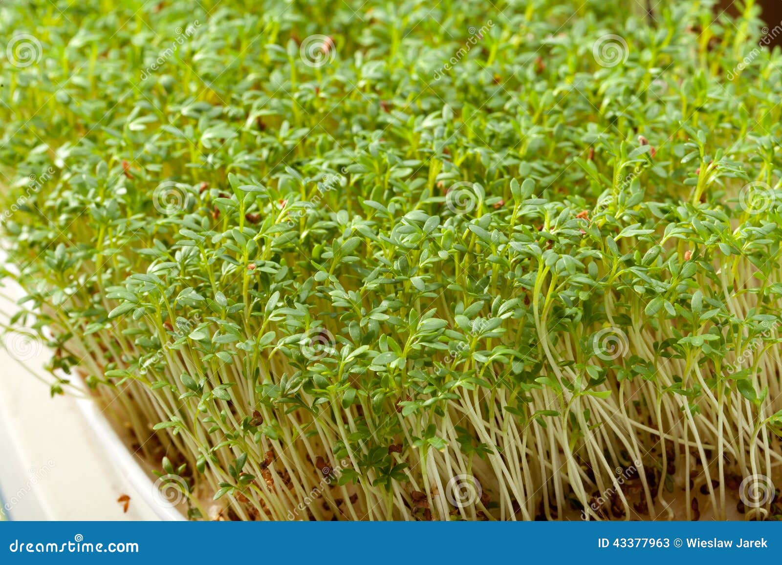 Cress seedlings stock image. Image of organic, isolated - 43377963